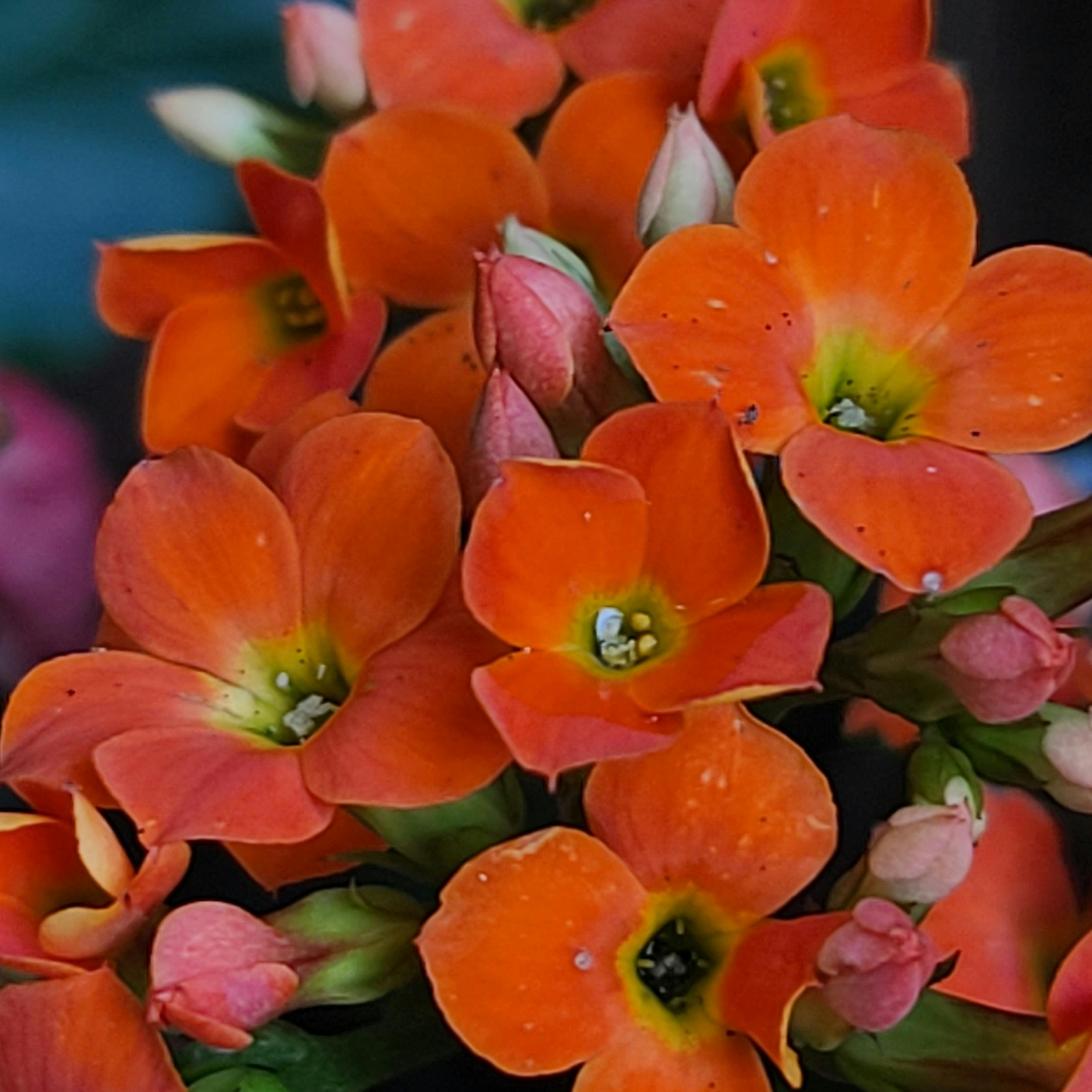 Bud Jenkins - Fotografía