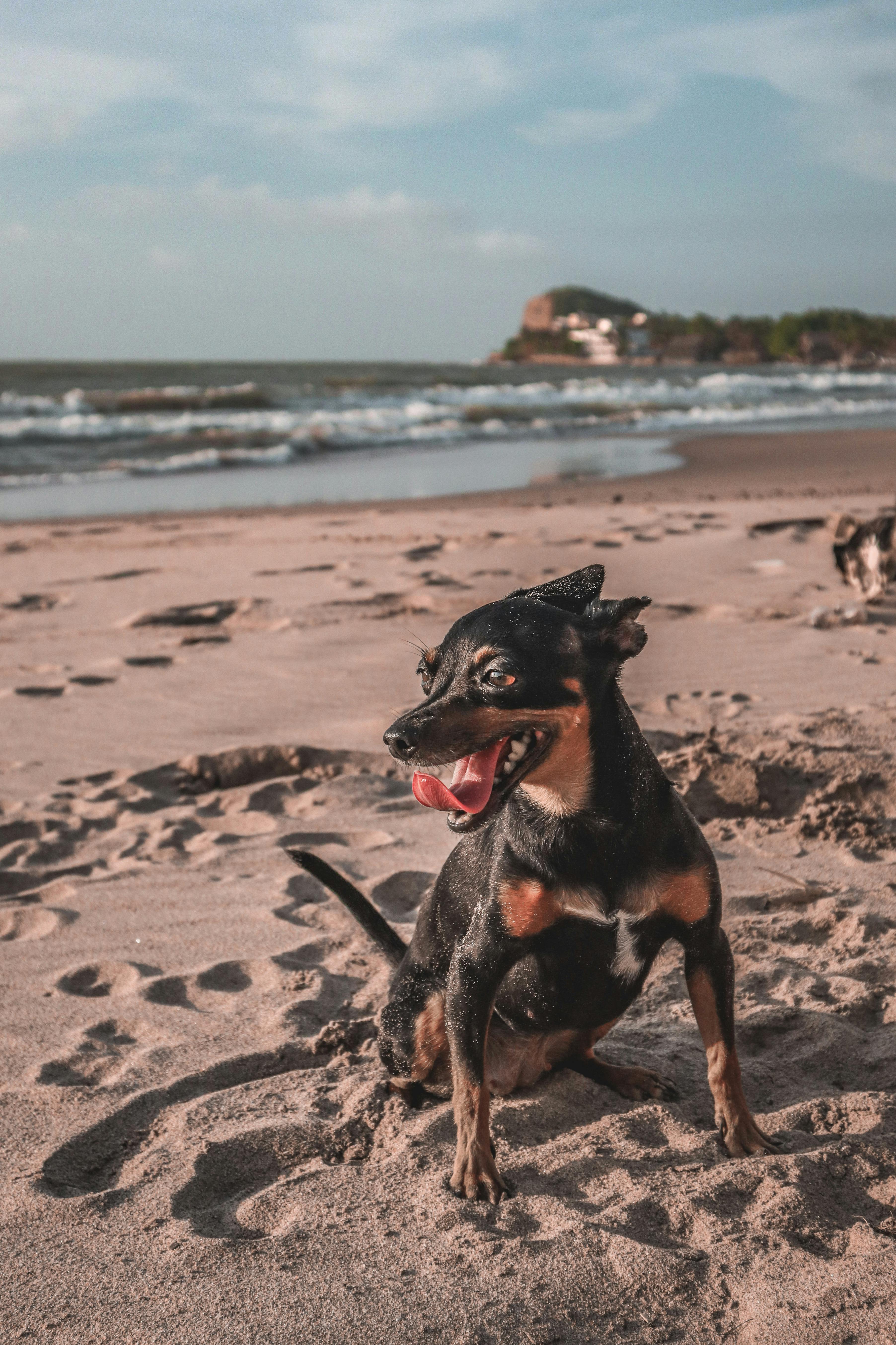 Two Dogs on a Beach · Free Stock Photo
