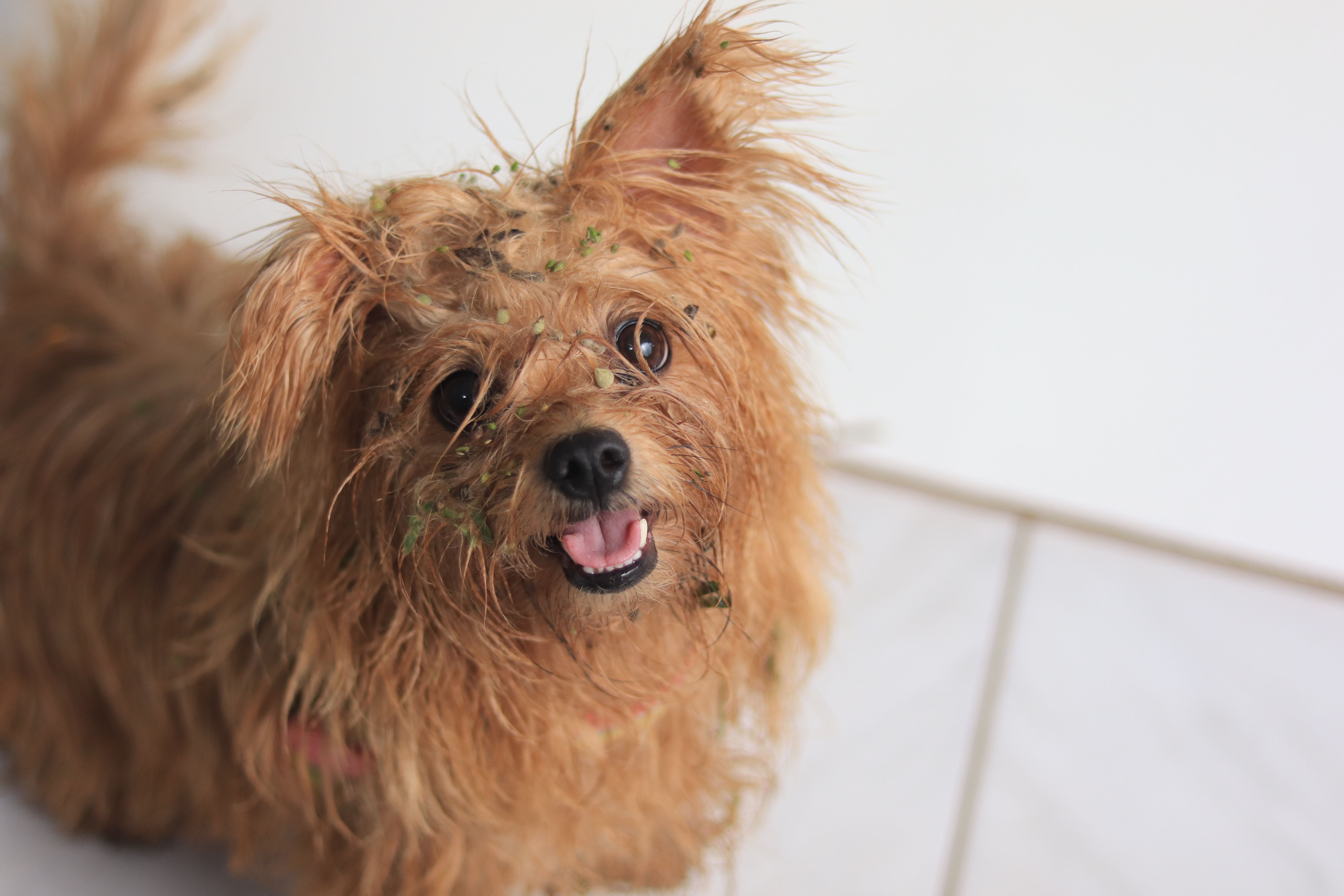 Looking Messy Dog Photos, Download The BEST Free Looking Messy Dog ...
