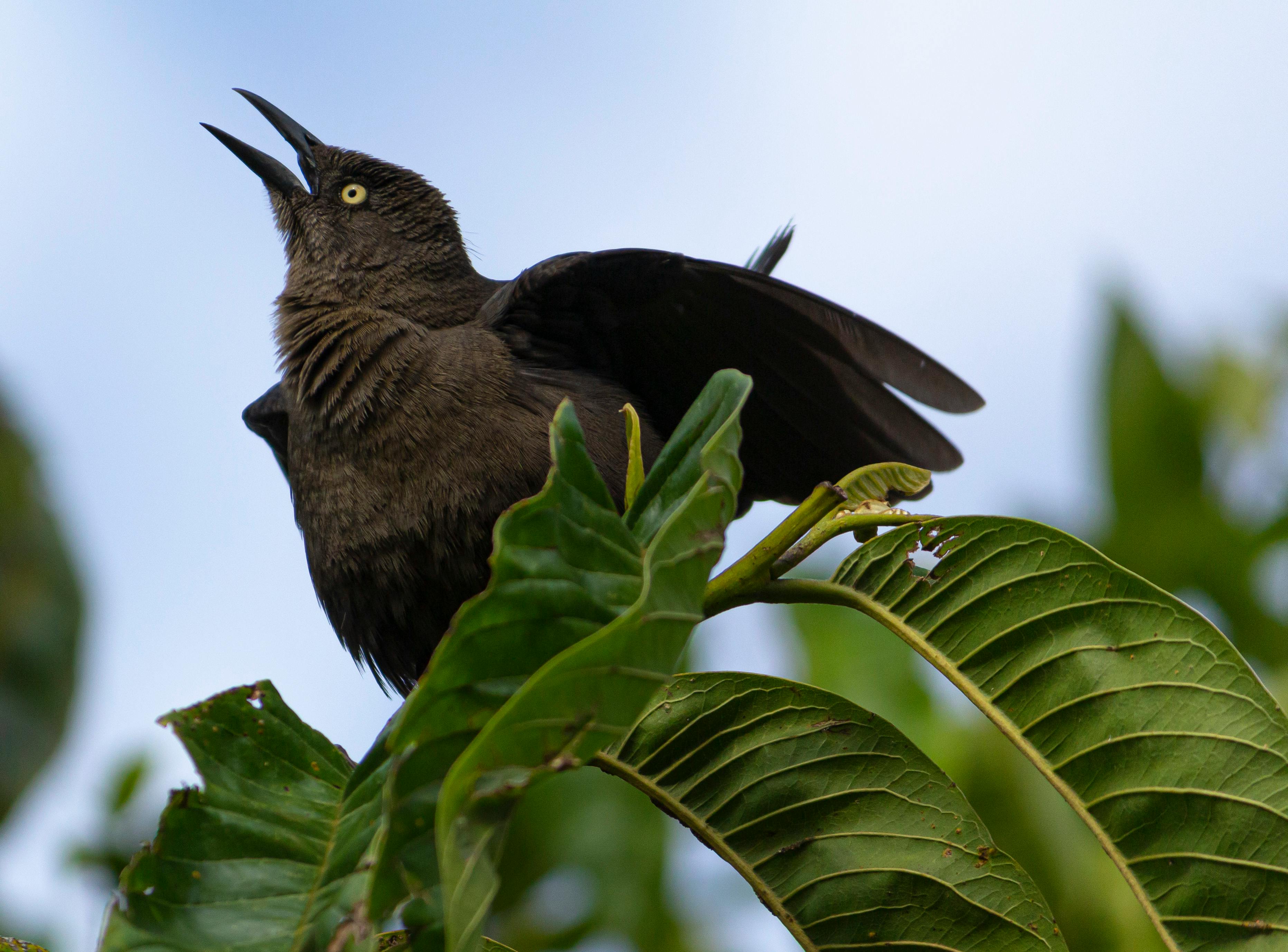 Greater Antillean Grackle: Full Guide to This Bird Species