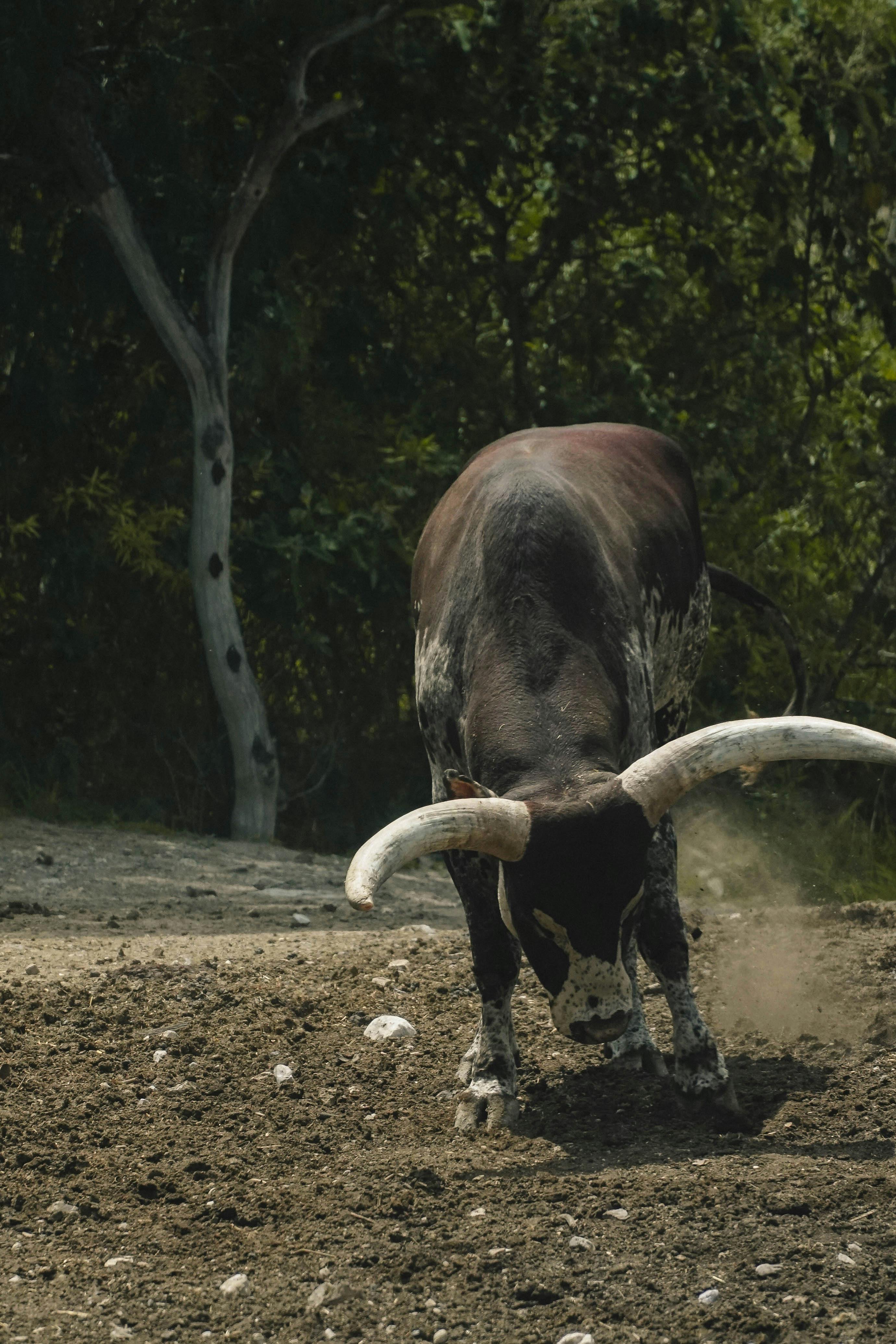 Bodacious Bull Poster