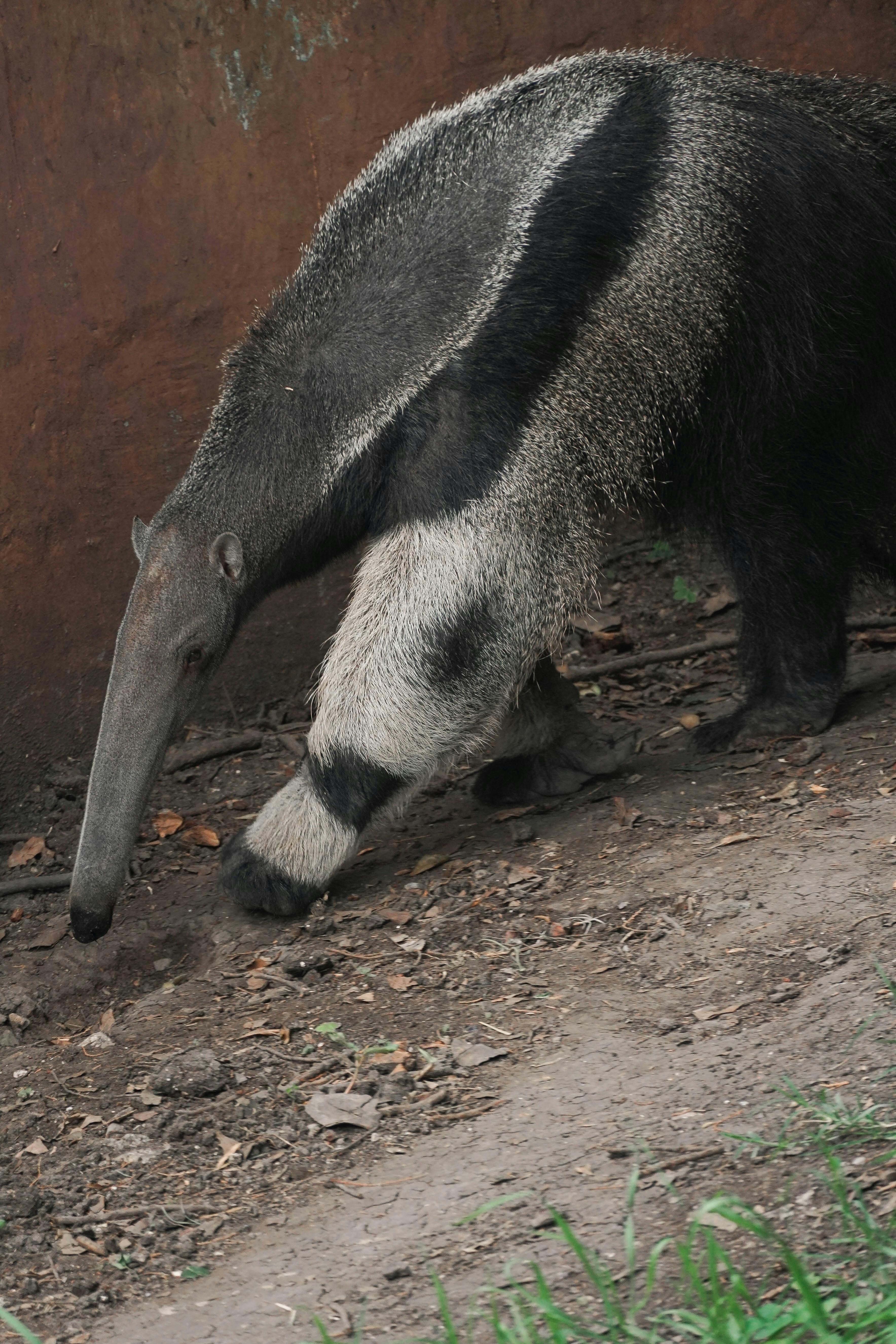 Anteater in Zoo · Free Stock Photo
