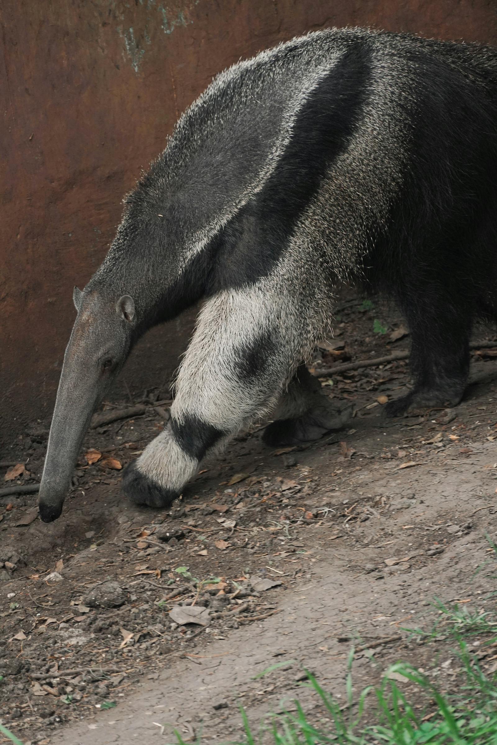 Anteaters Photos, Download The BEST Free Anteaters Stock Photos & HD Images