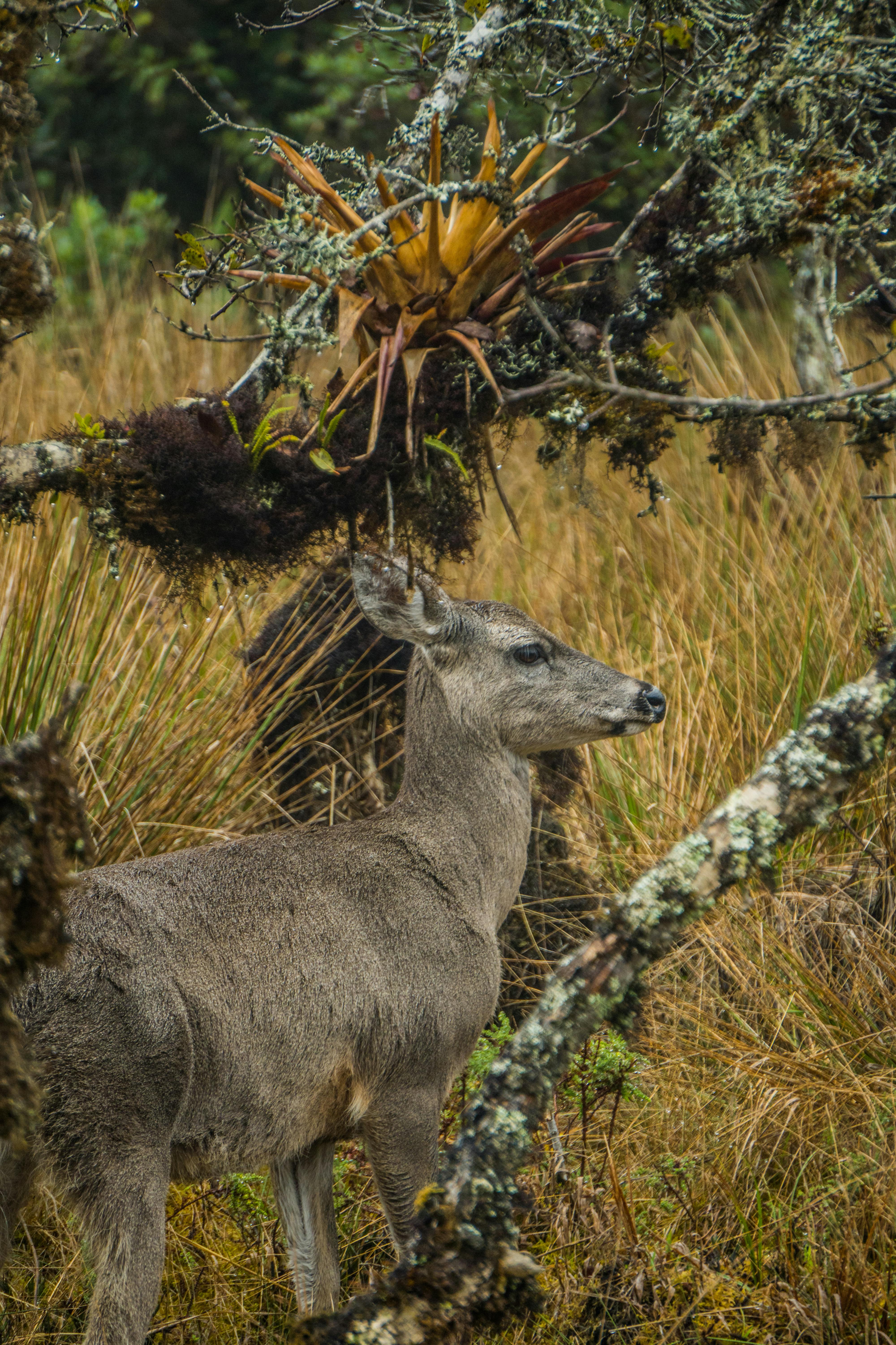 South Andean Deer Standing Next to a Tree · Free Stock Photo
