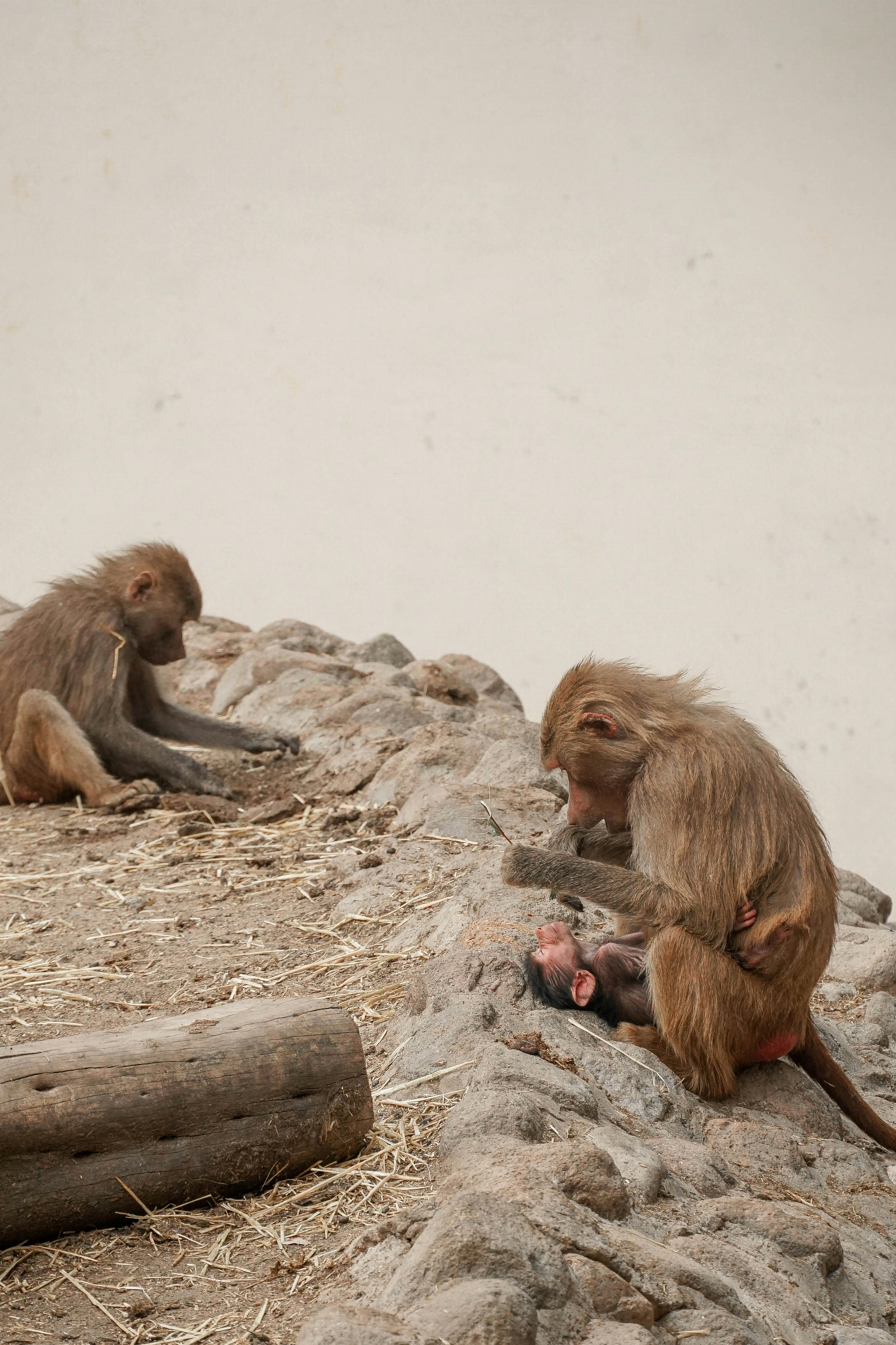 Monkey Sitting on a Log in a Zoo · Free Stock Photo