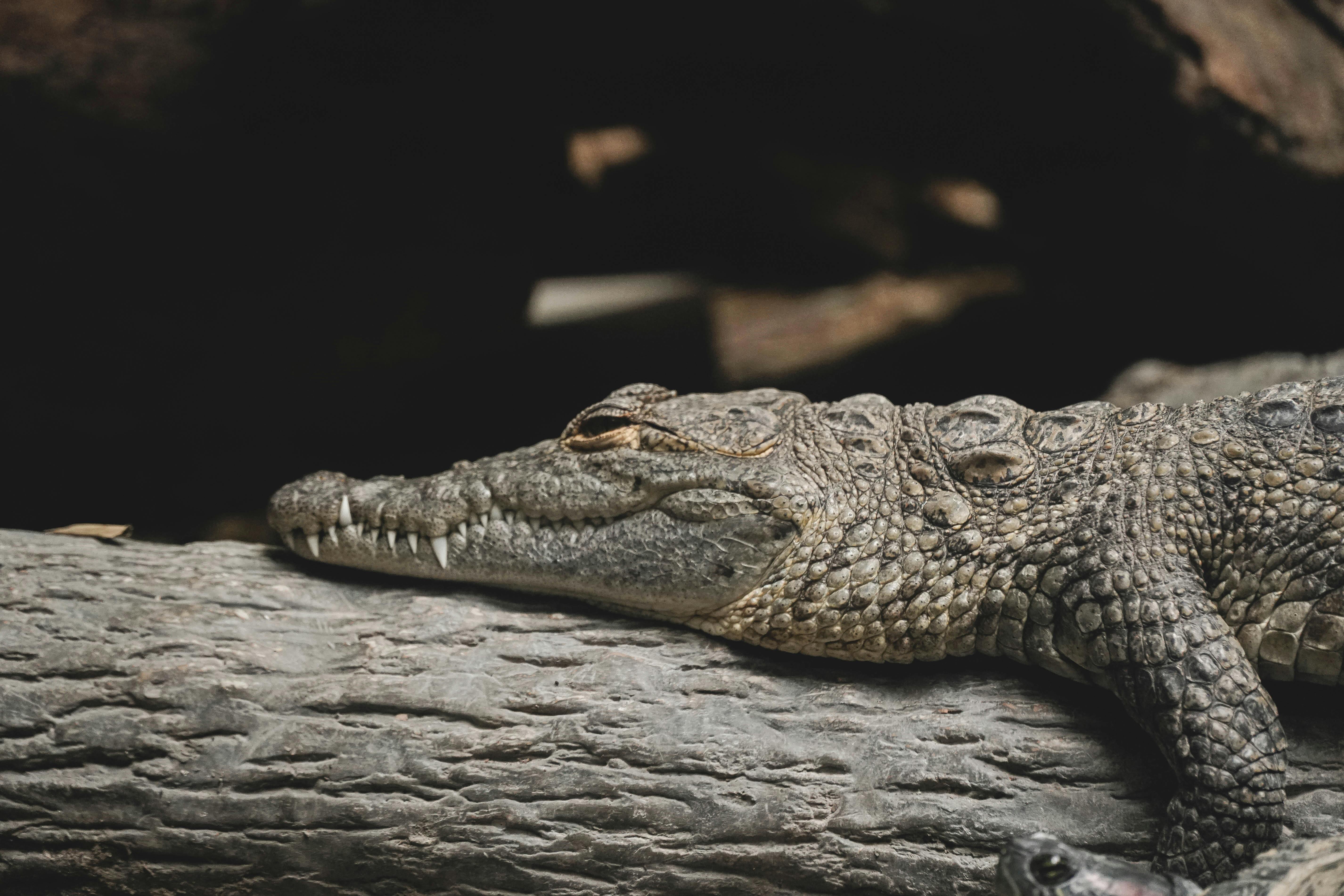 Brown Crocodile on Body of Water · Free Stock Photo