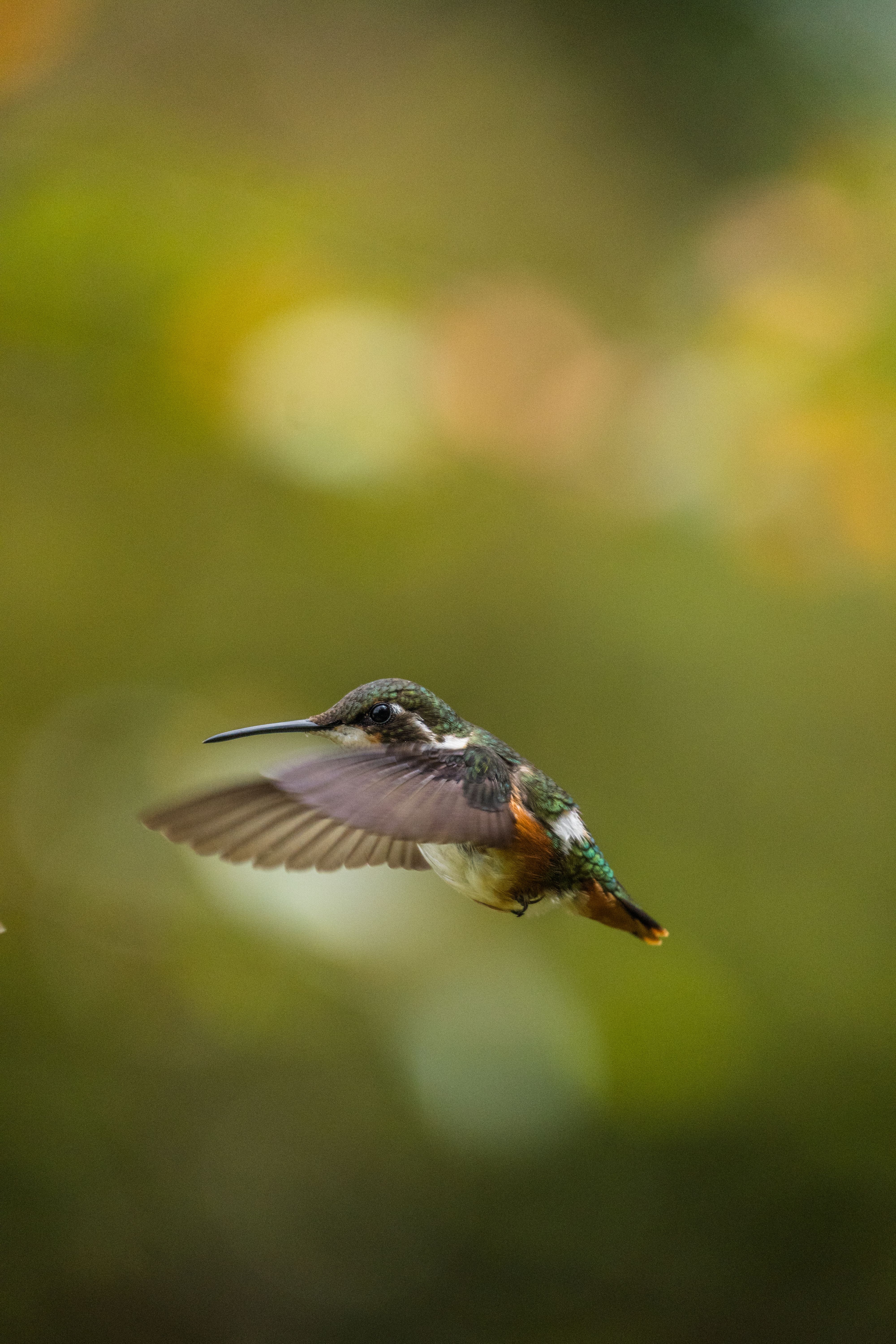 Close-up of a Flying Hummingbird · Free Stock Photo