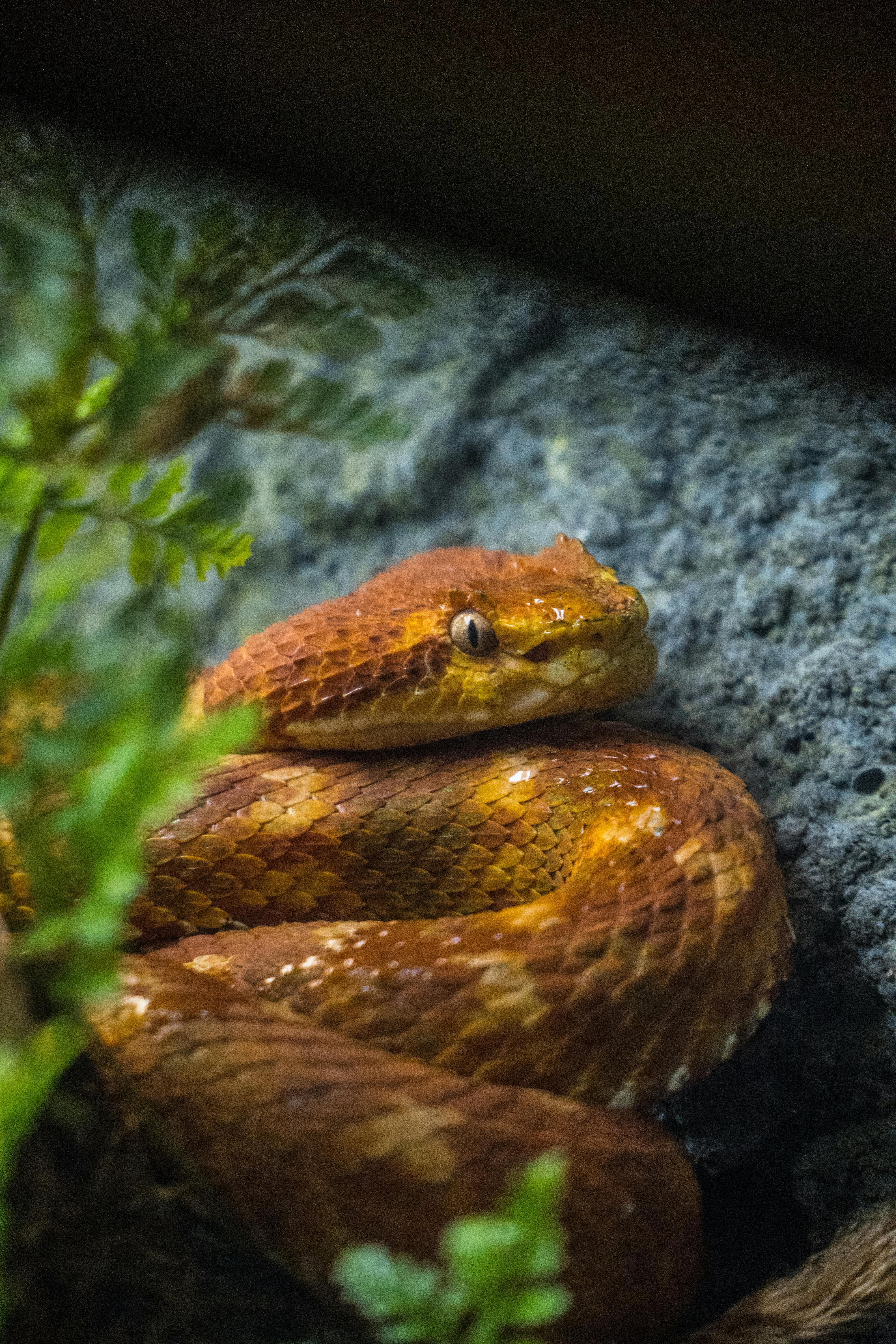 Coiled Snake Photos, Download The BEST Free Coiled Snake Stock Photos ...