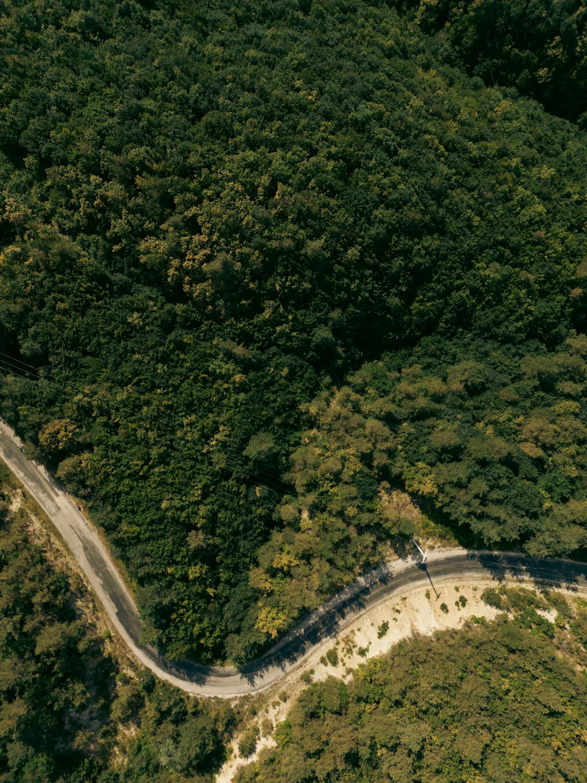 Forest Above Photos, Download The BEST Free Forest Above Stock Photos ...