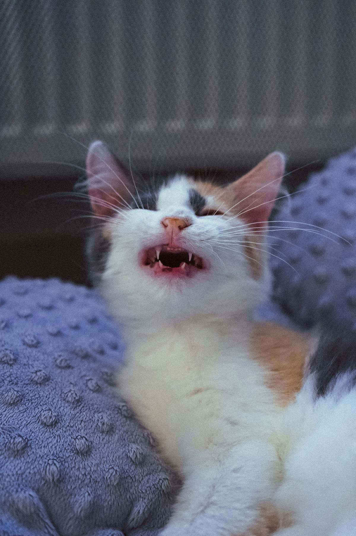 Cat Meme Photos, Download The BEST Free Cat Meme Stock Photos & HD Images