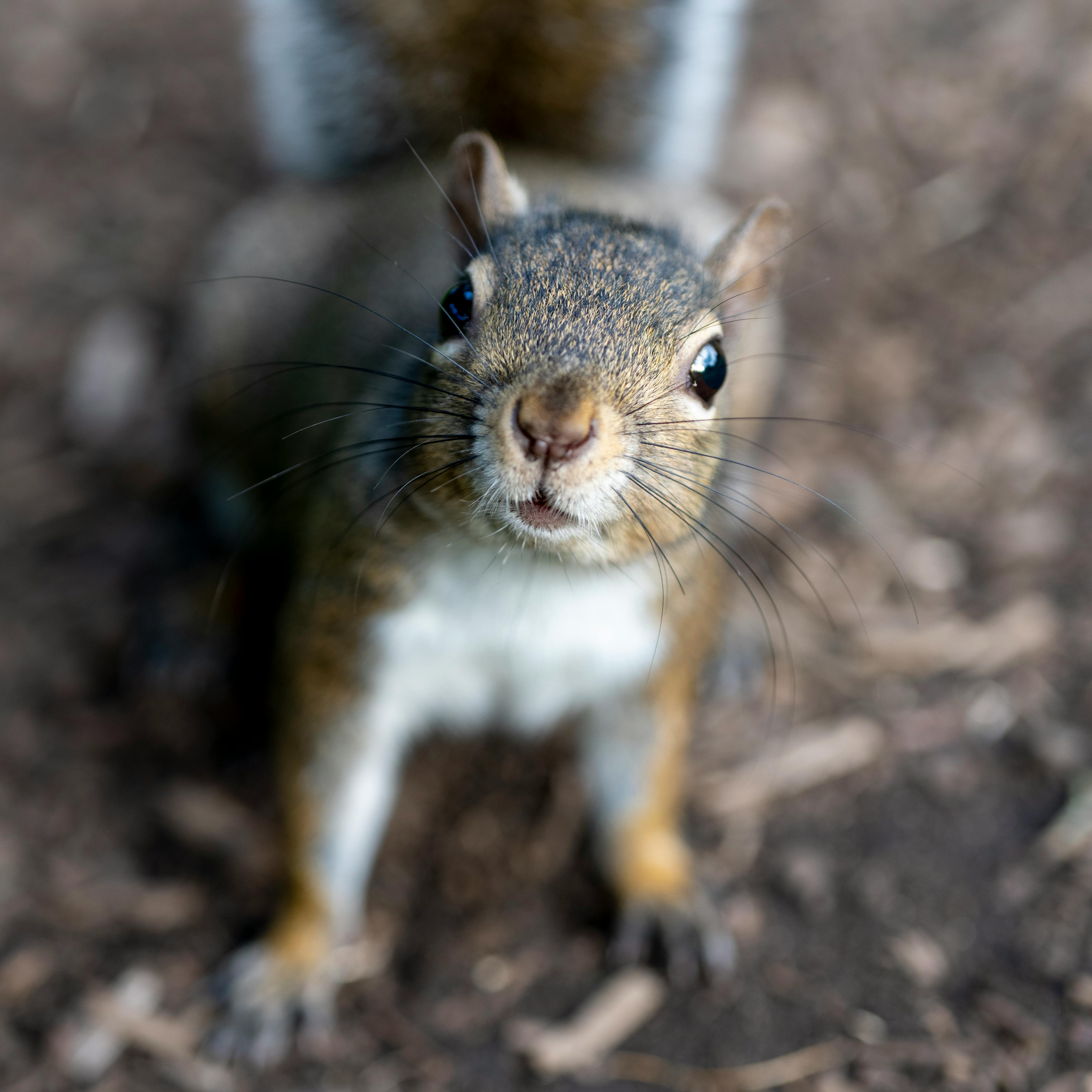 Squirrel Cartoon Photos, Download The BEST Free Squirrel Cartoon Stock ...