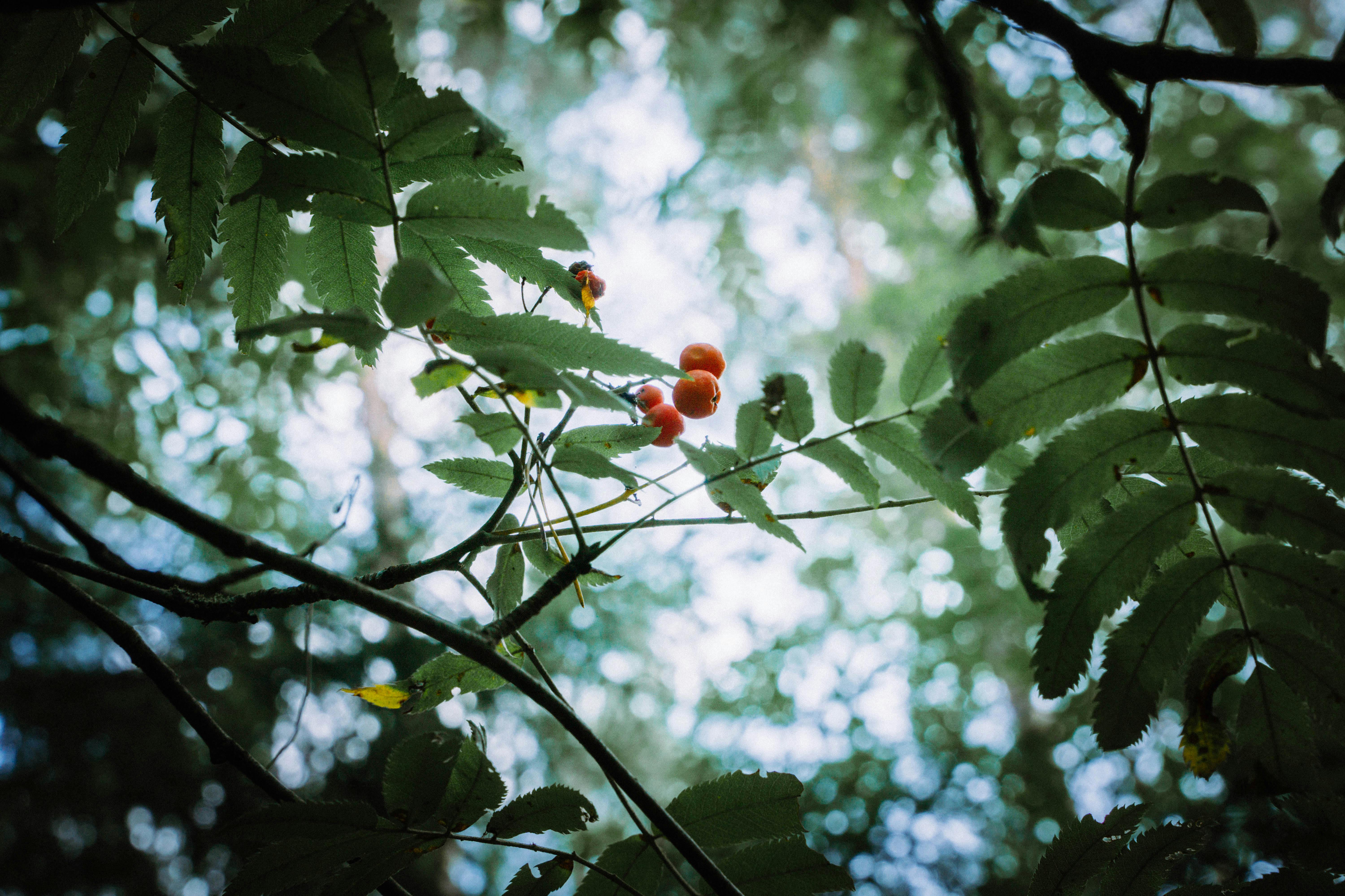 Twigs of Rowan Leaves and Berries · Free Stock Photo