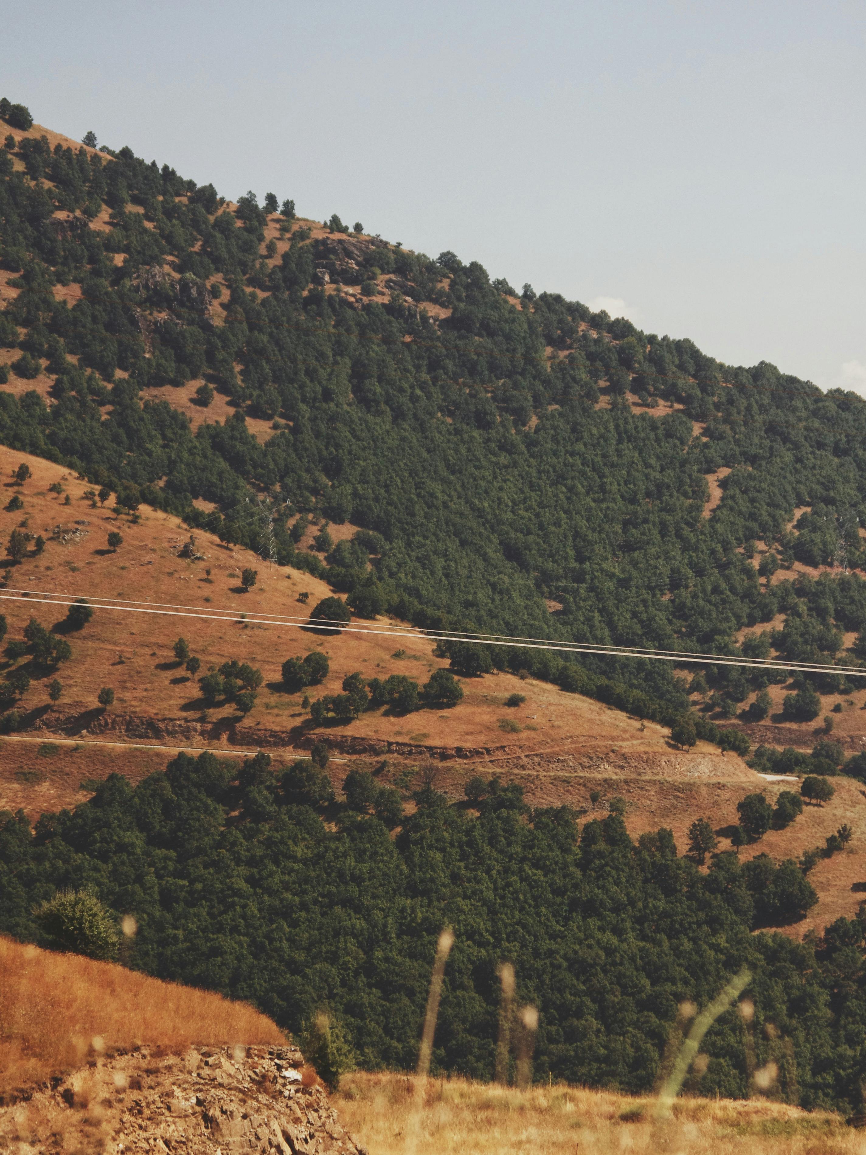 Tree Covered with Ivy on the Slope of the Hill · Free Stock Photo