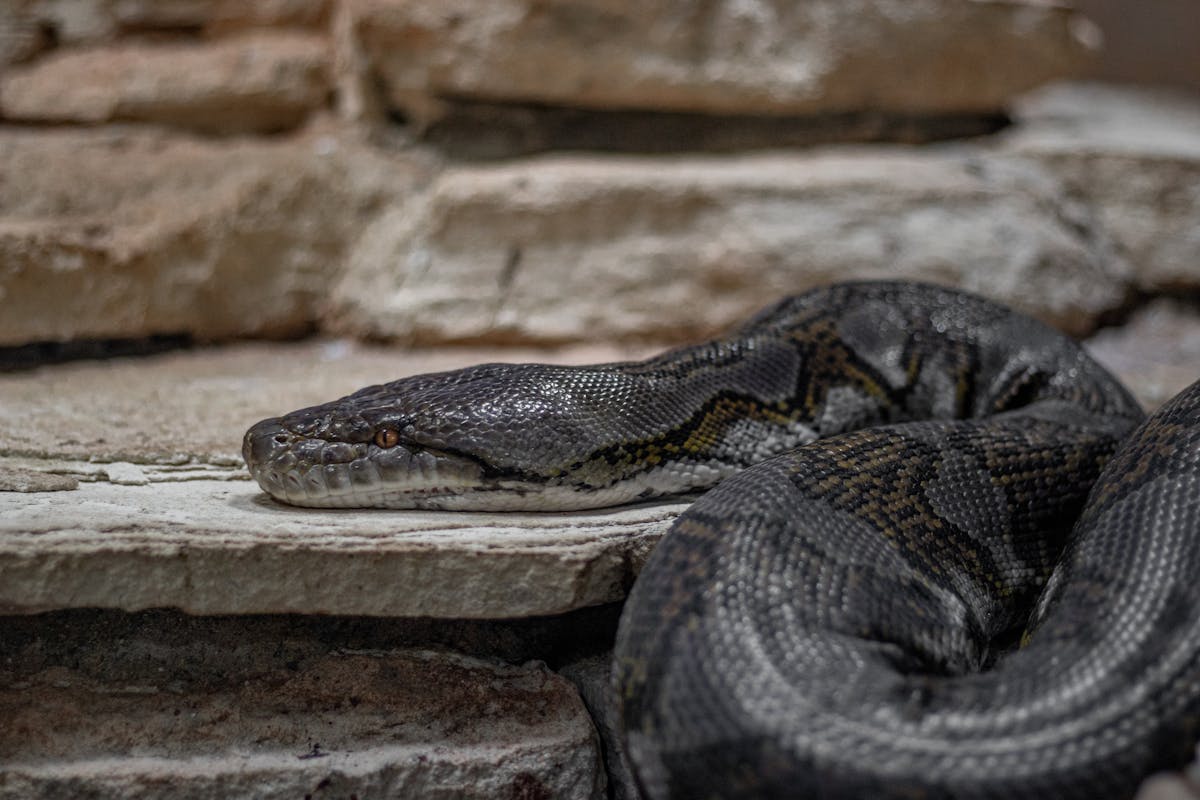 Reticulated Pythons as Easy and Healthy Pets for Homeowners