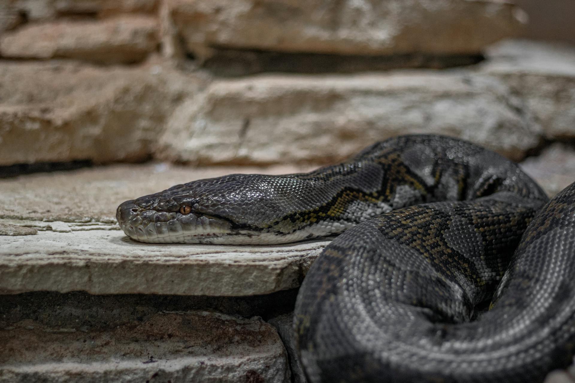 Reticulated Giraffe: Fun Facts and Amazing Information