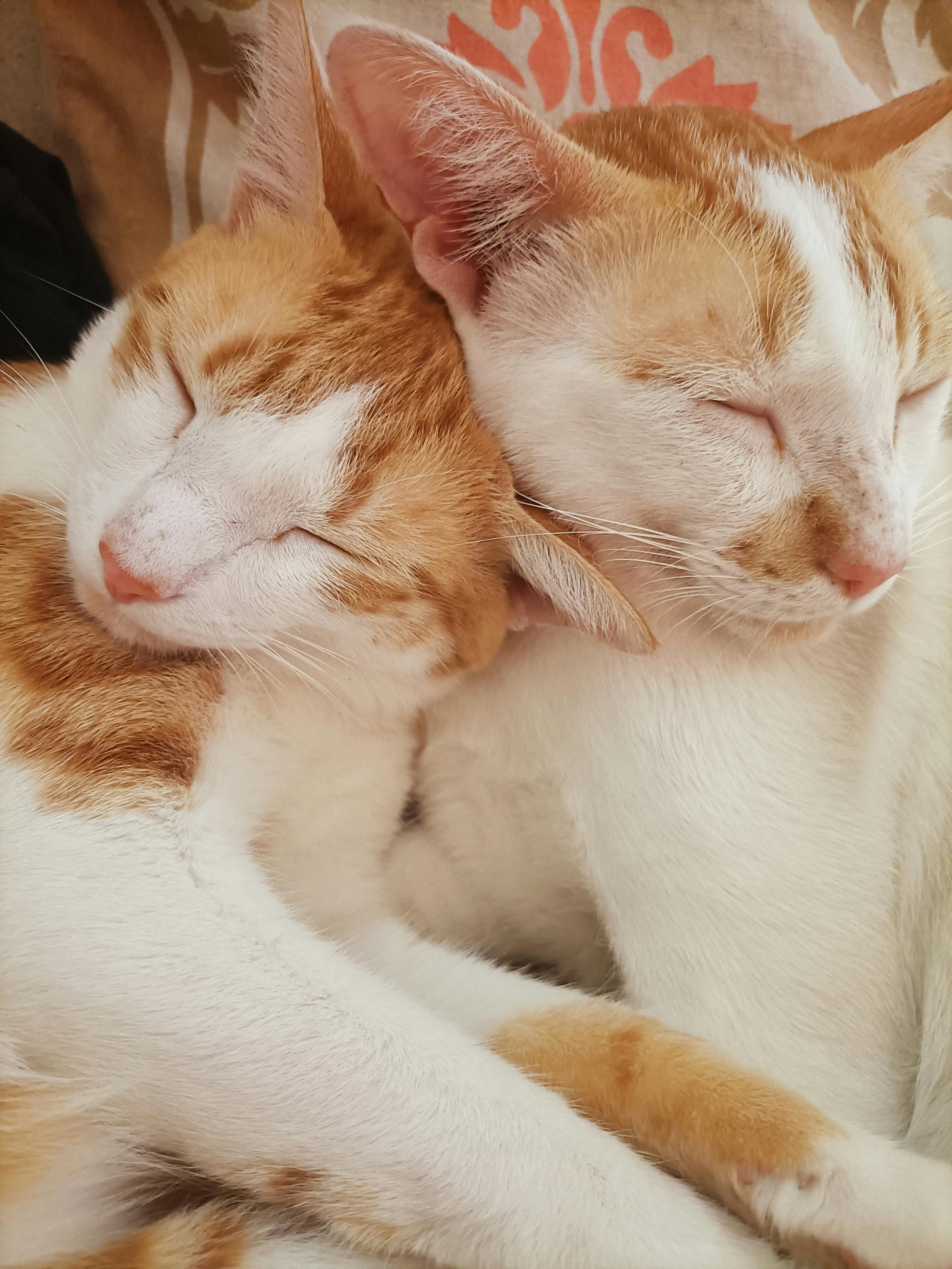 Cats Lying Together · Free Stock Photo