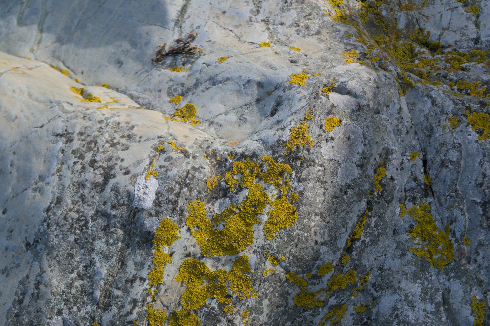 Lichen Close Up Photos, Download The BEST Free Lichen Close Up Stock ...