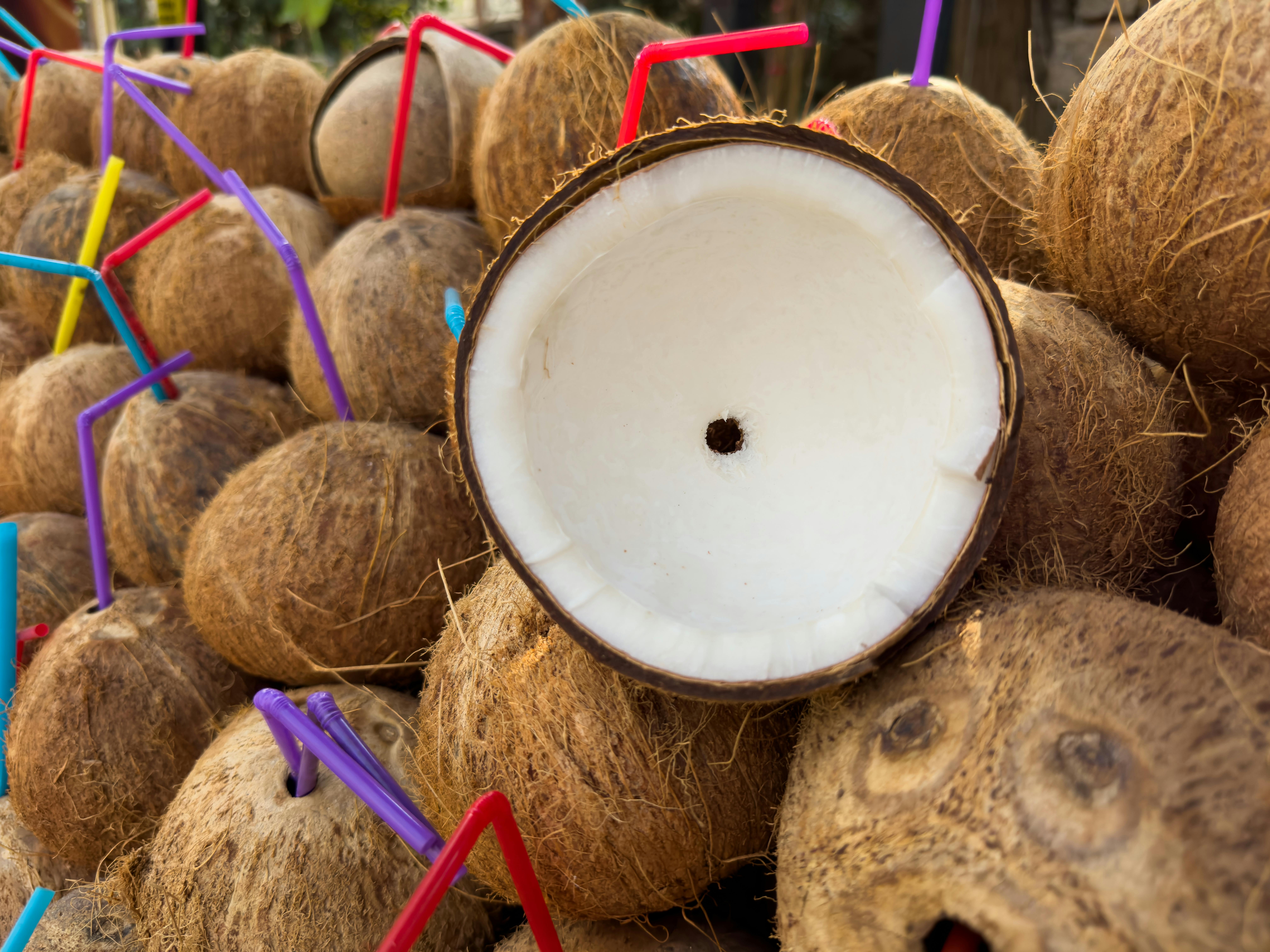 Whole big green coconuts on tree branches · Free Stock Photo