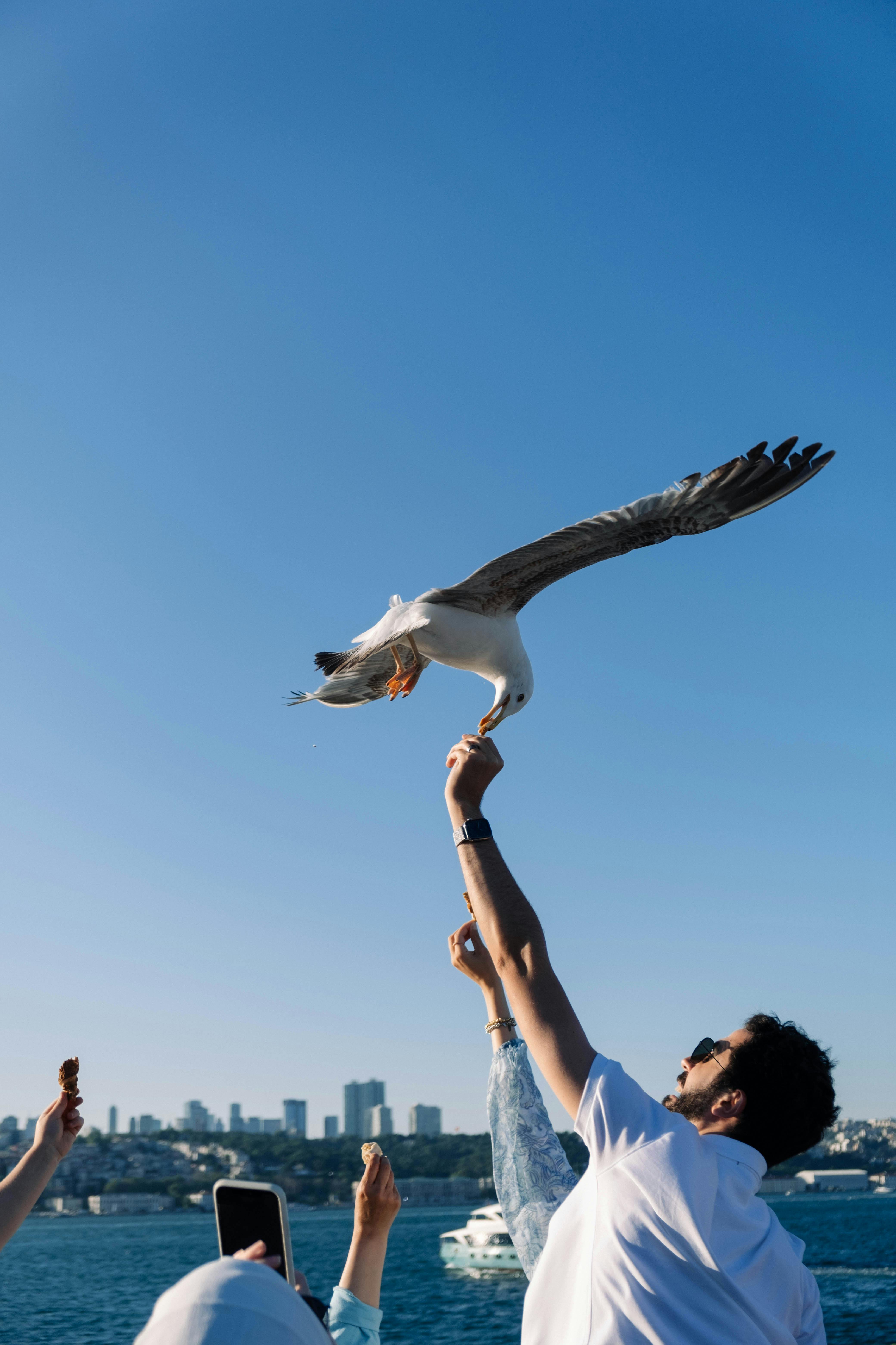 Man Feeding a Seagull in the City · Free Stock Photo
