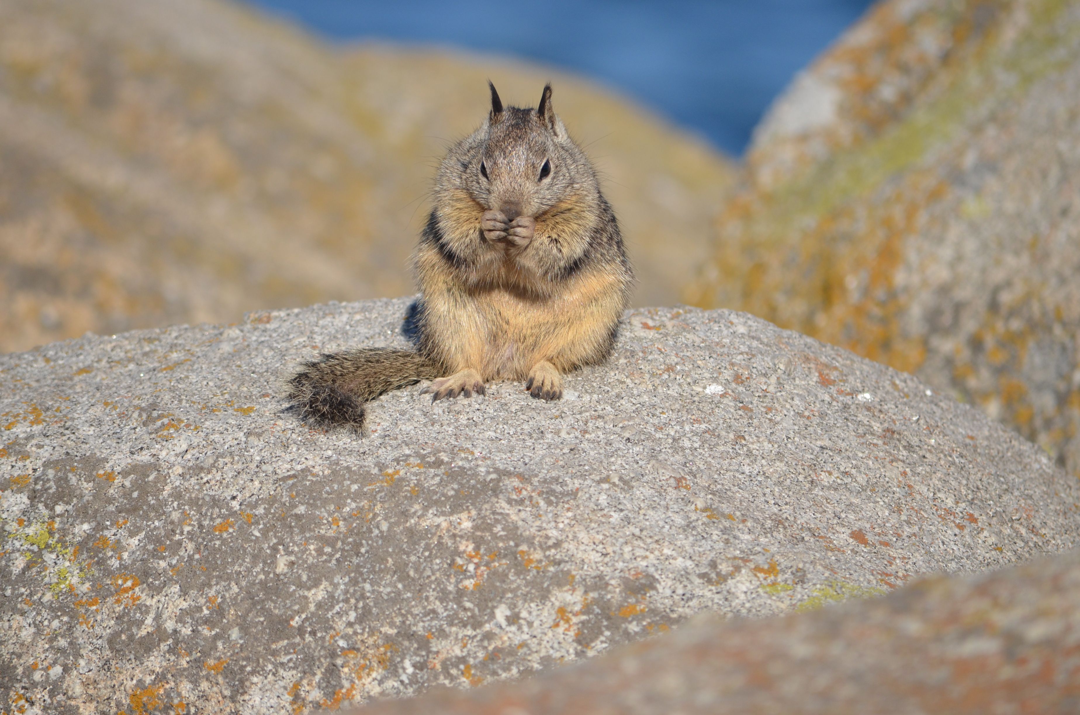 Cute Ground Squirrel Sitting on a Stone · Free Stock Photo