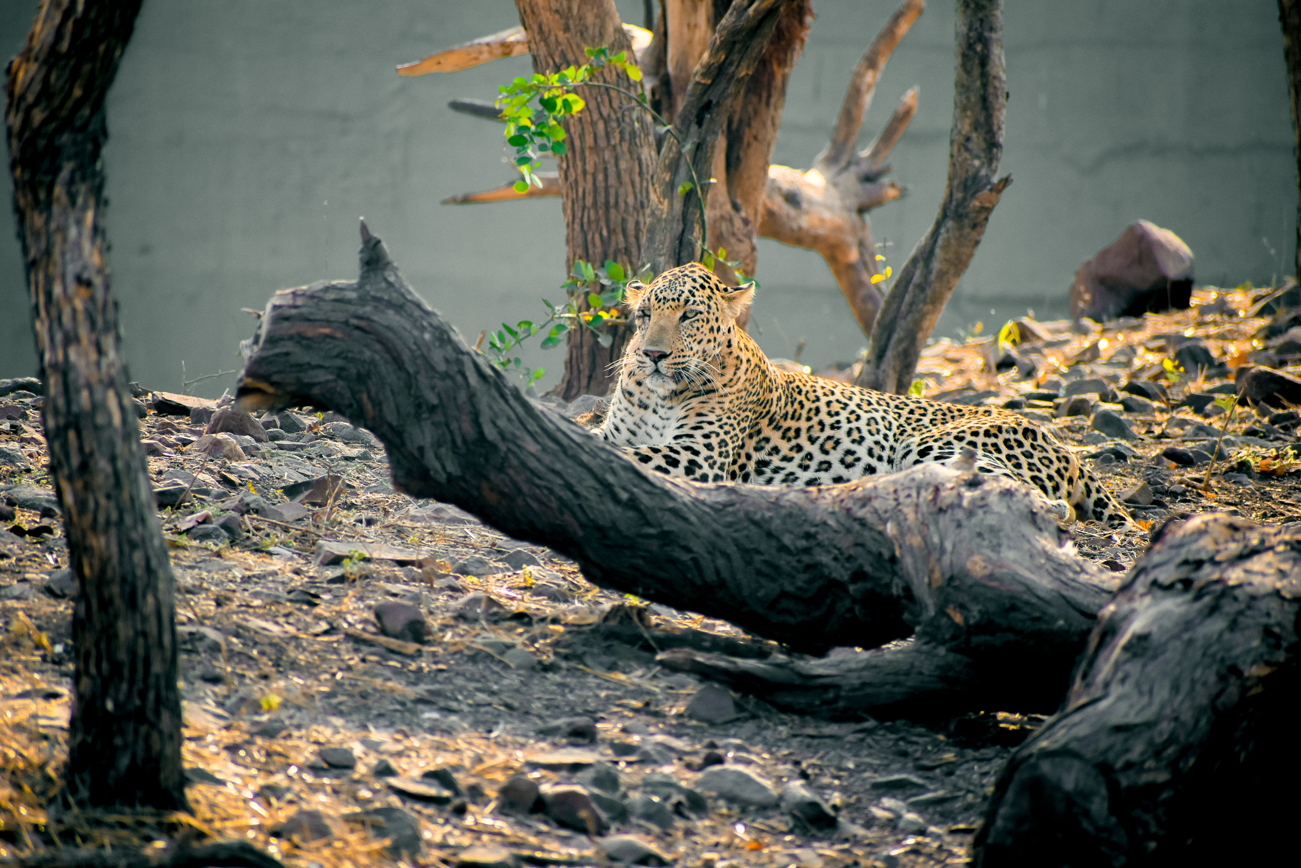Leopard in the Zoo · Free Stock Photo