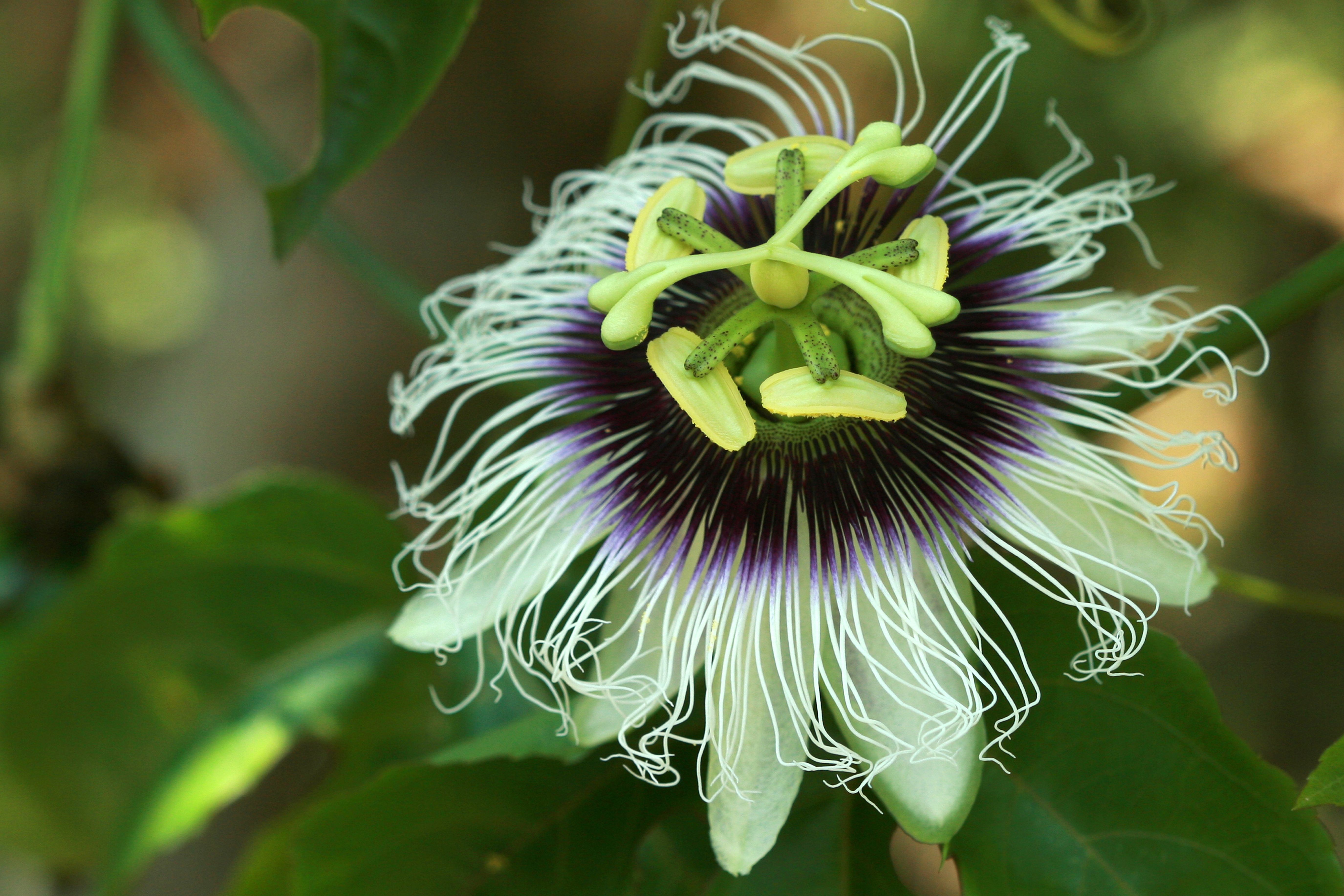 Close-up Photo of a Passionflower · Free Stock Photo