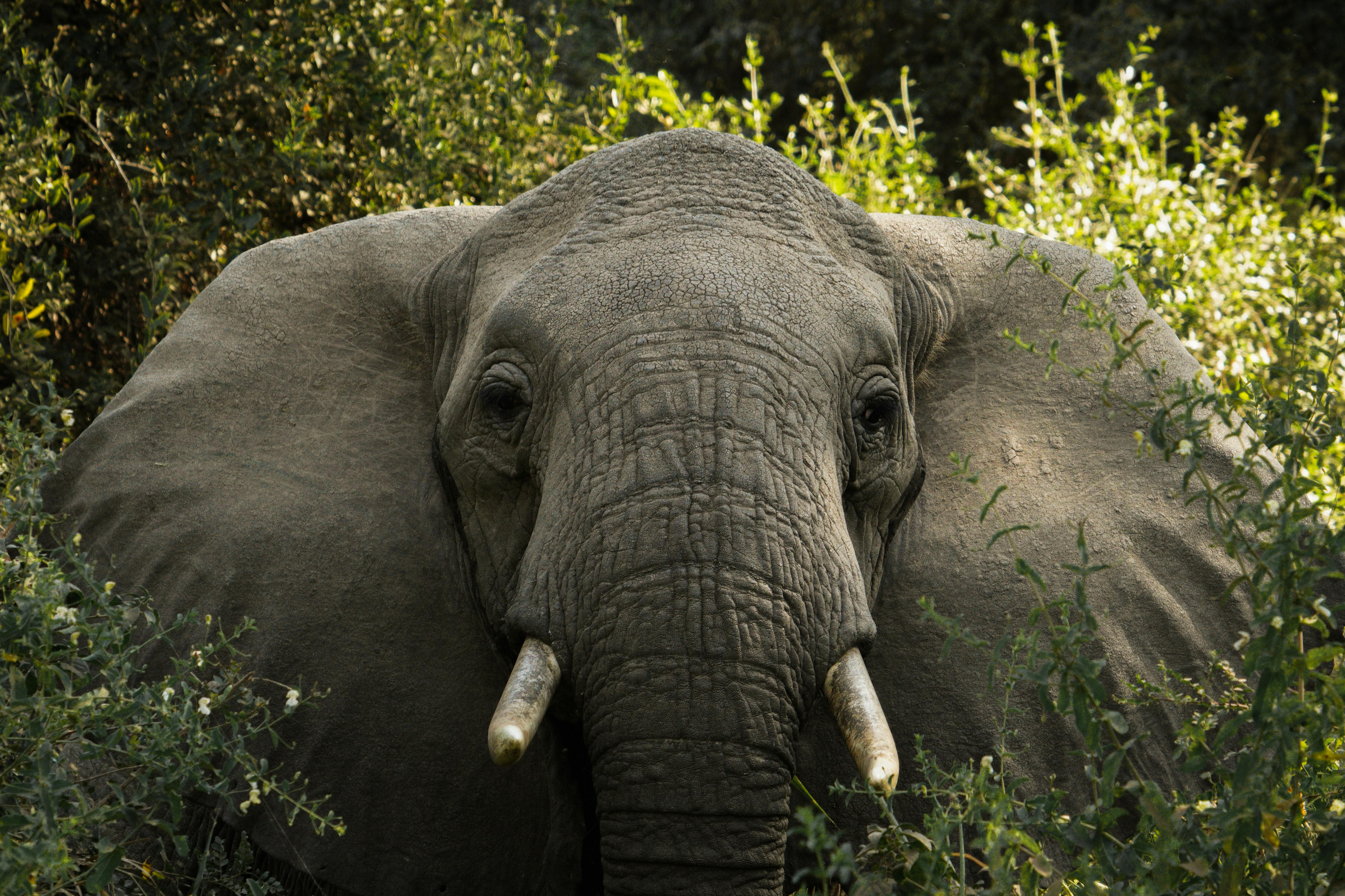 Elephant Destruction Photos, Download The BEST Free Elephant ...