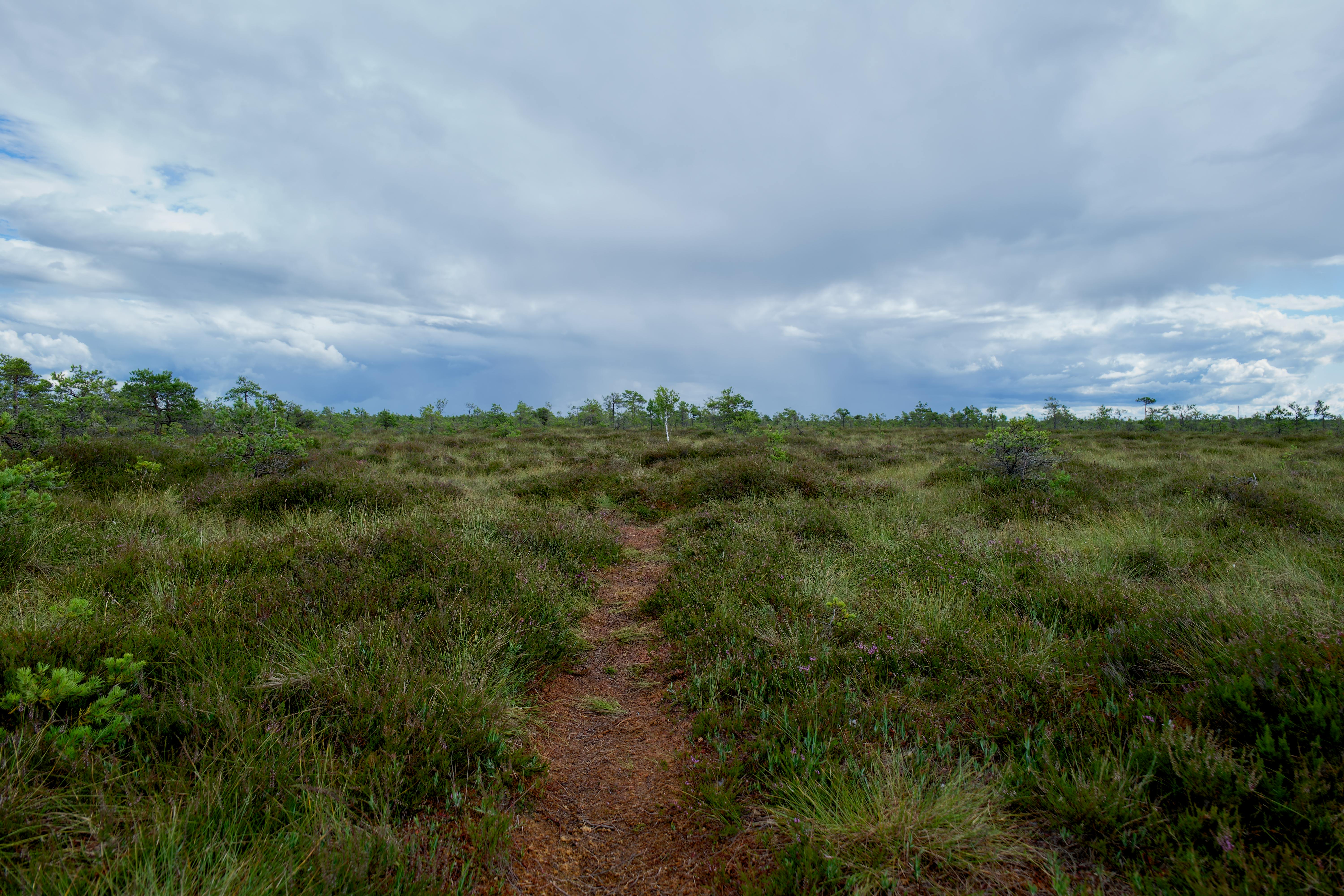 Footpath Through Nature Preserve · Free Stock Photo