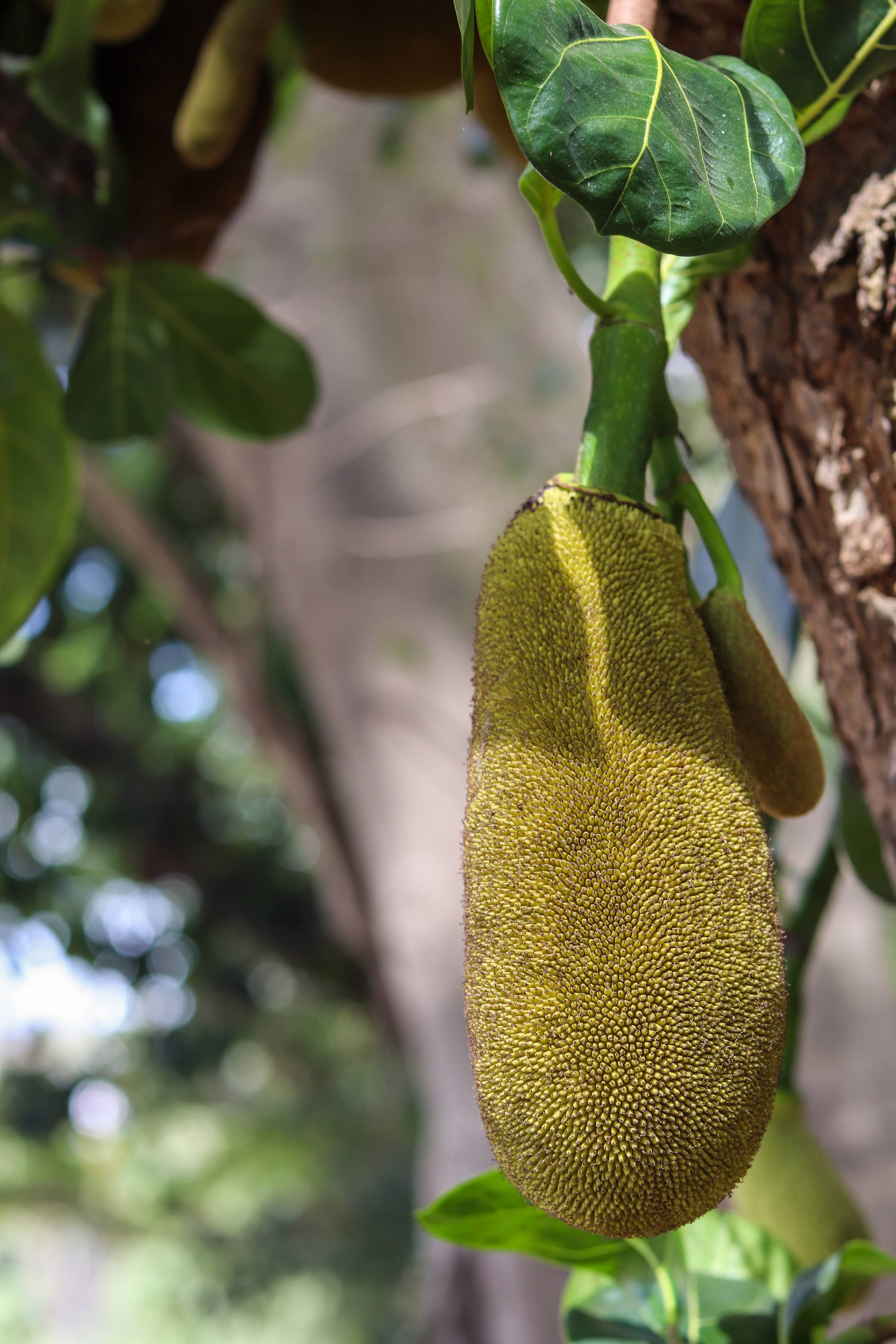 Exotic Jackfruit Growing on Tree · Free Stock Photo