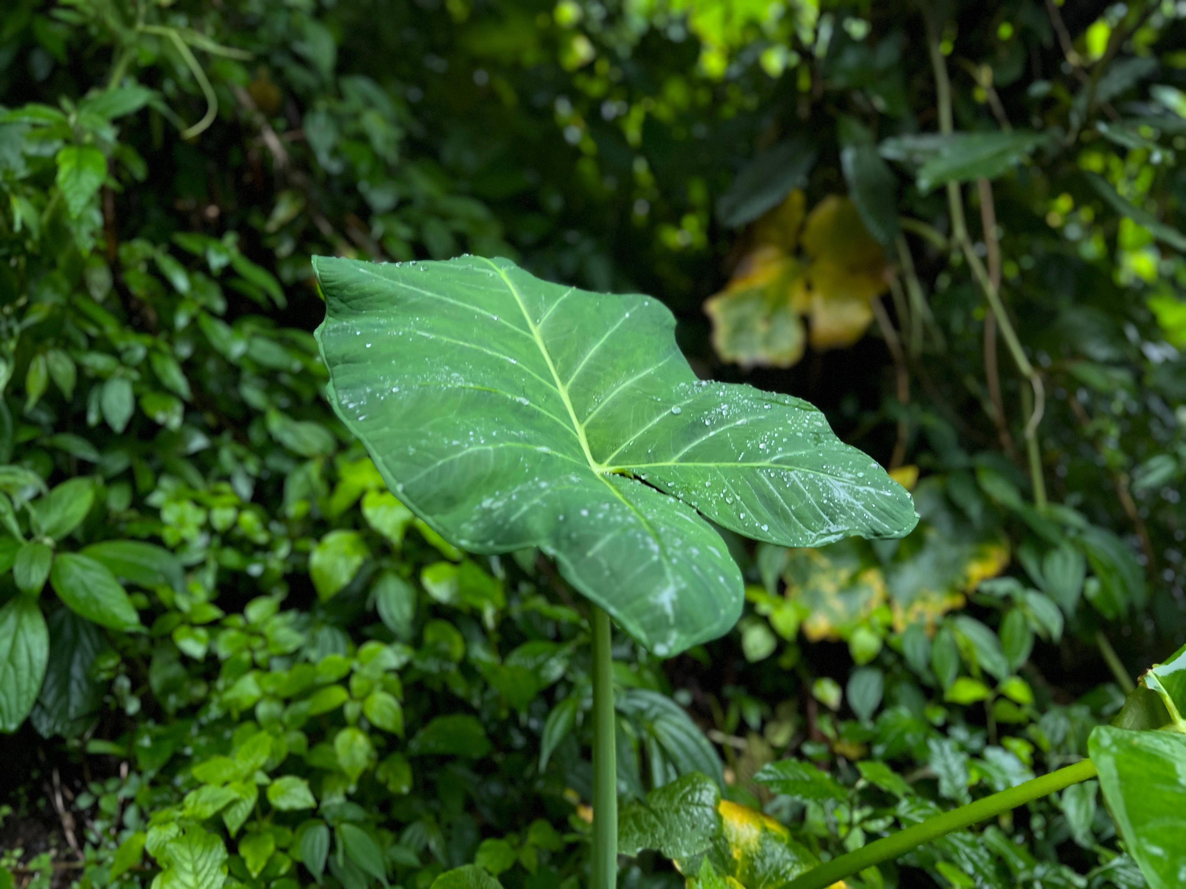 Green Leaf in Close Up Photography · Free Stock Photo