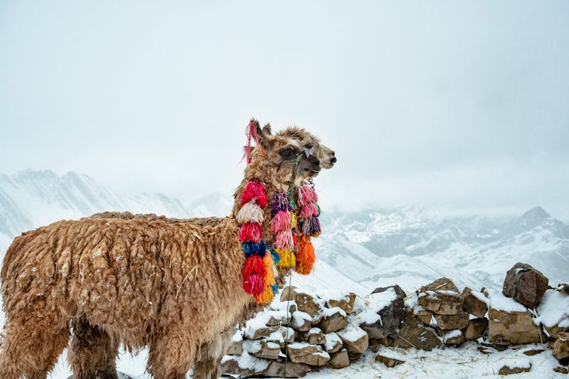 Alpacas Photos, Download The BEST Free Alpacas Stock Photos & HD Images