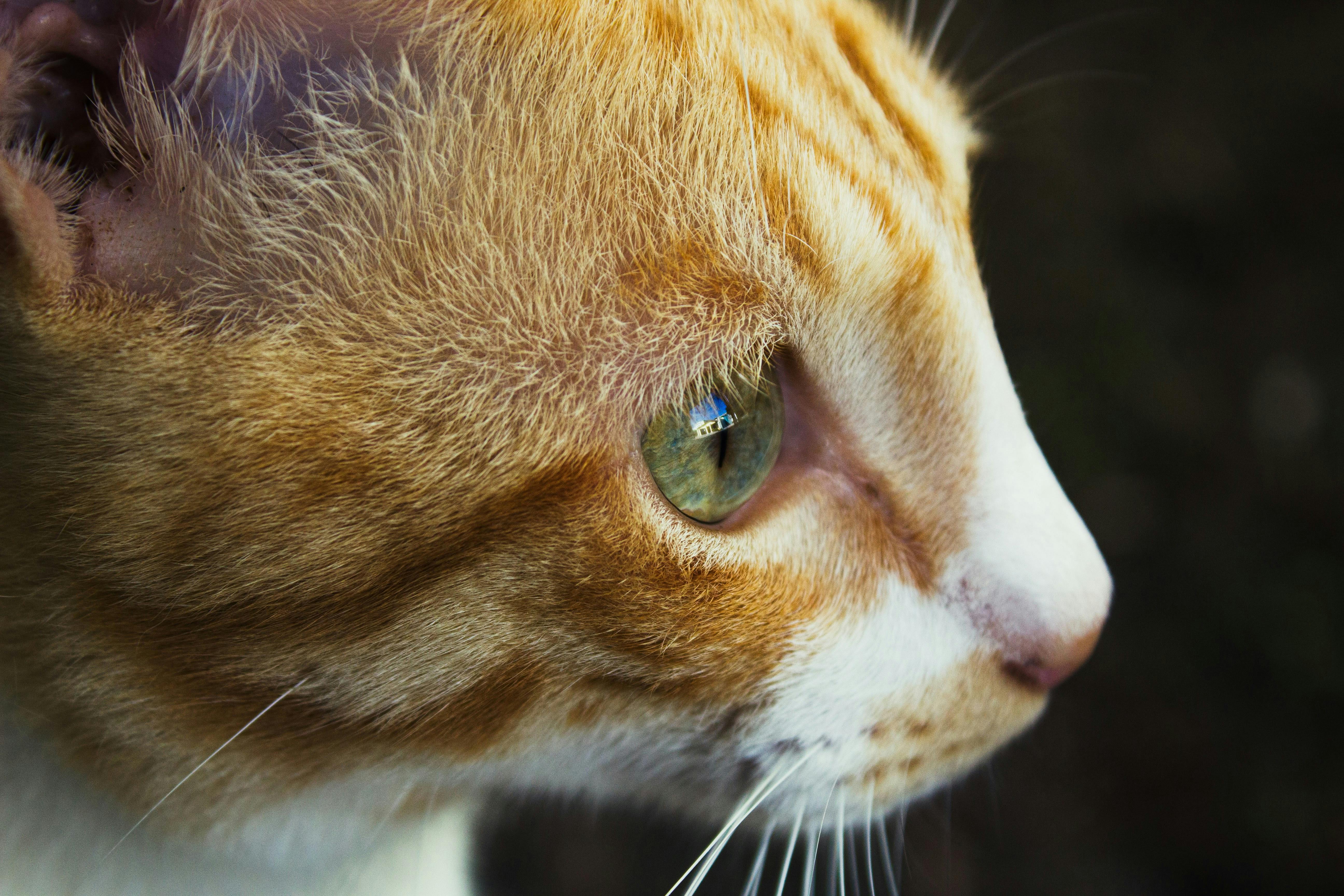 Cat Eye Close Up · Free Stock Photo