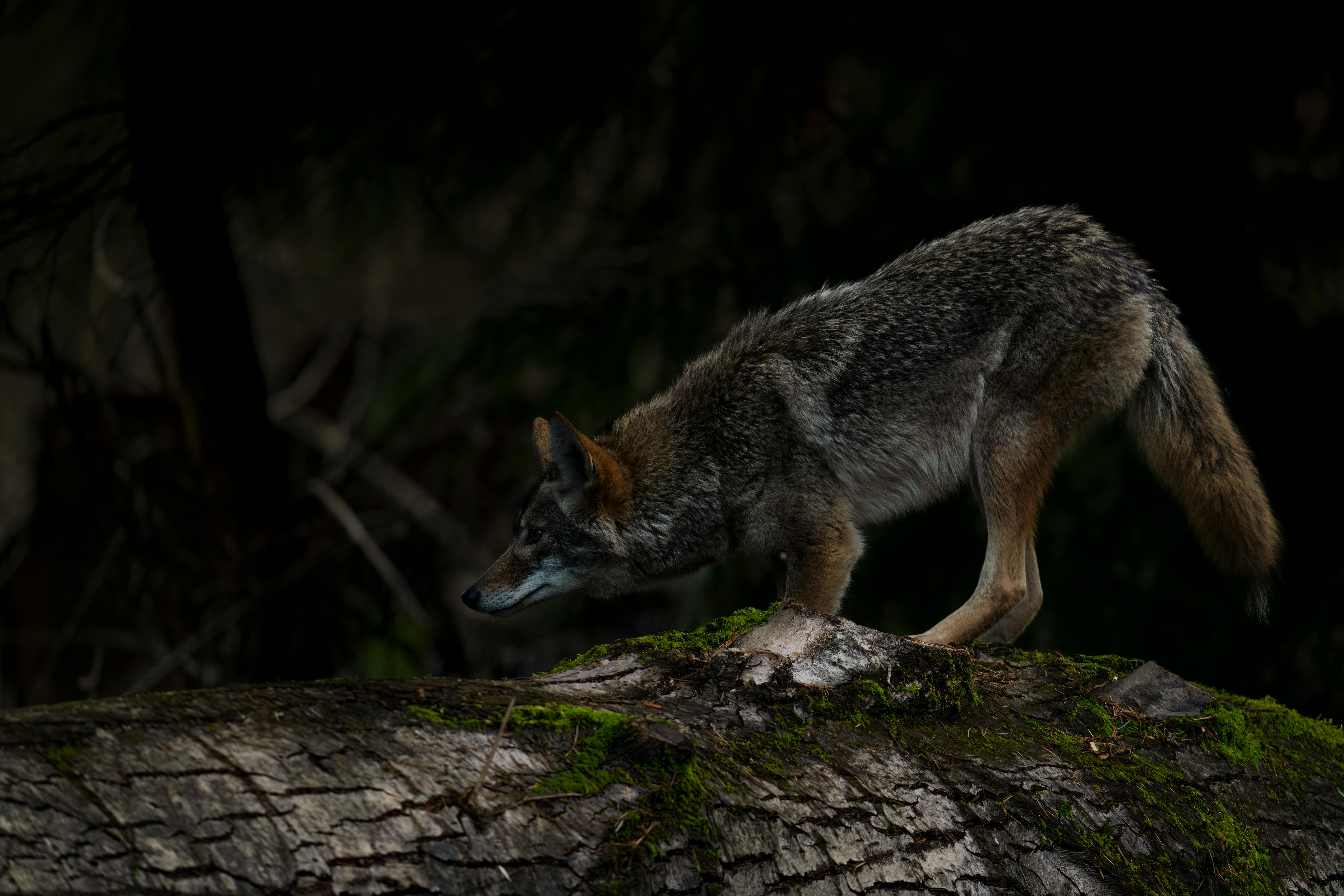 Wolf Lunging Photos, Download The BEST Free Wolf Lunging Stock Photos ...