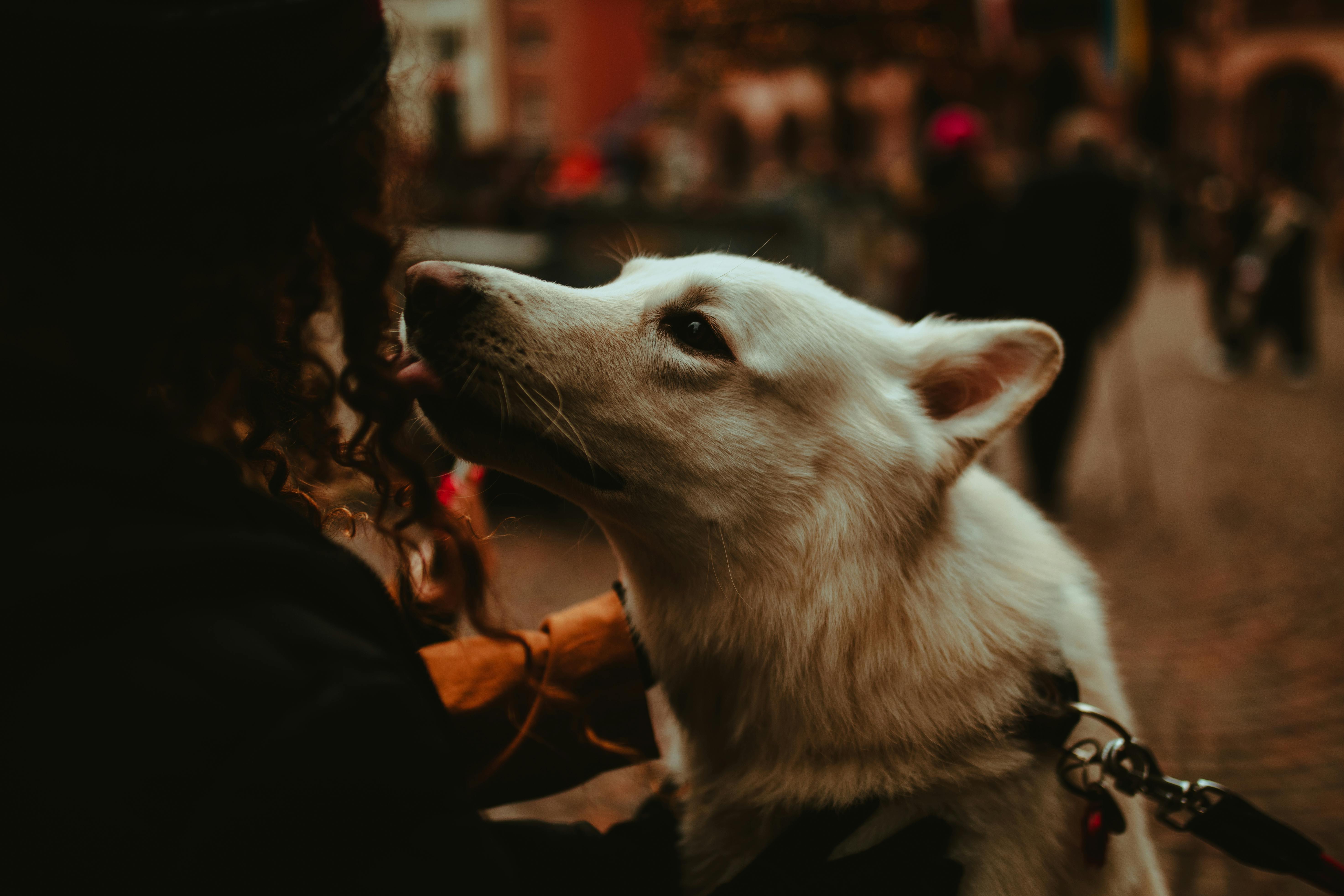 Woman with White Dog · Free Stock Photo