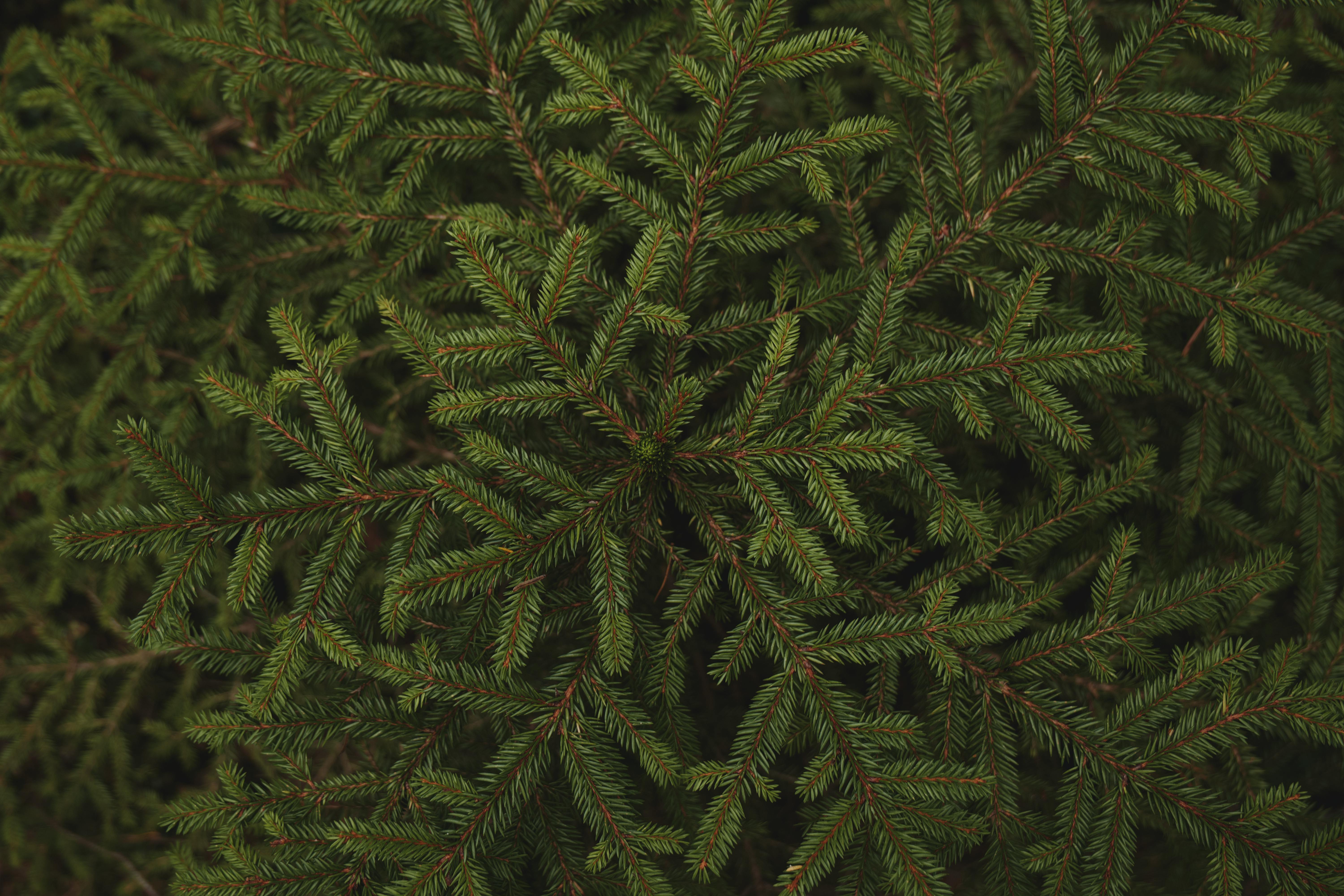 Tree Planting' Photos, Download The BEST Free Tree Planting' Stock ...