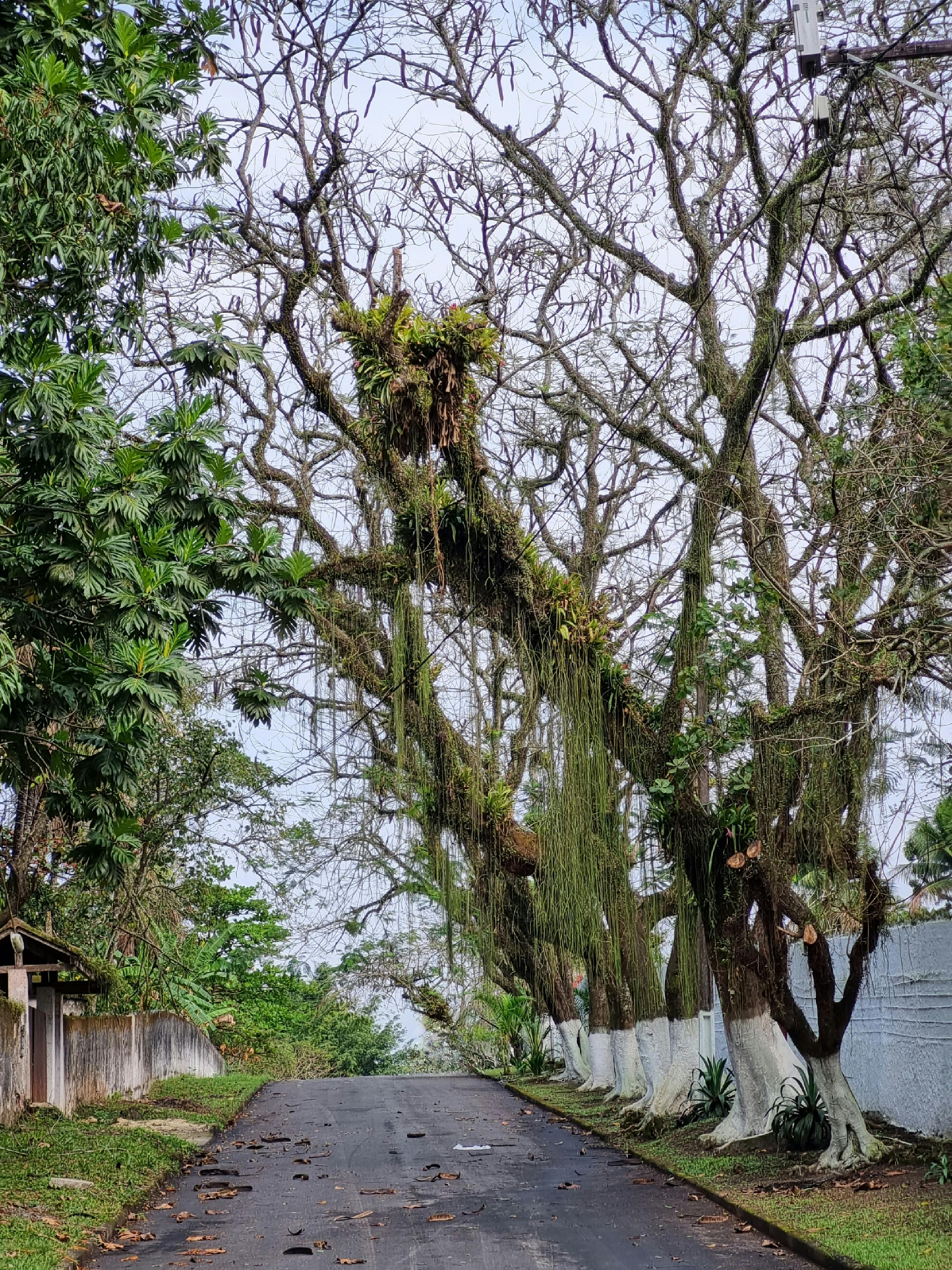 Trees around Street in Village · Free Stock Photo