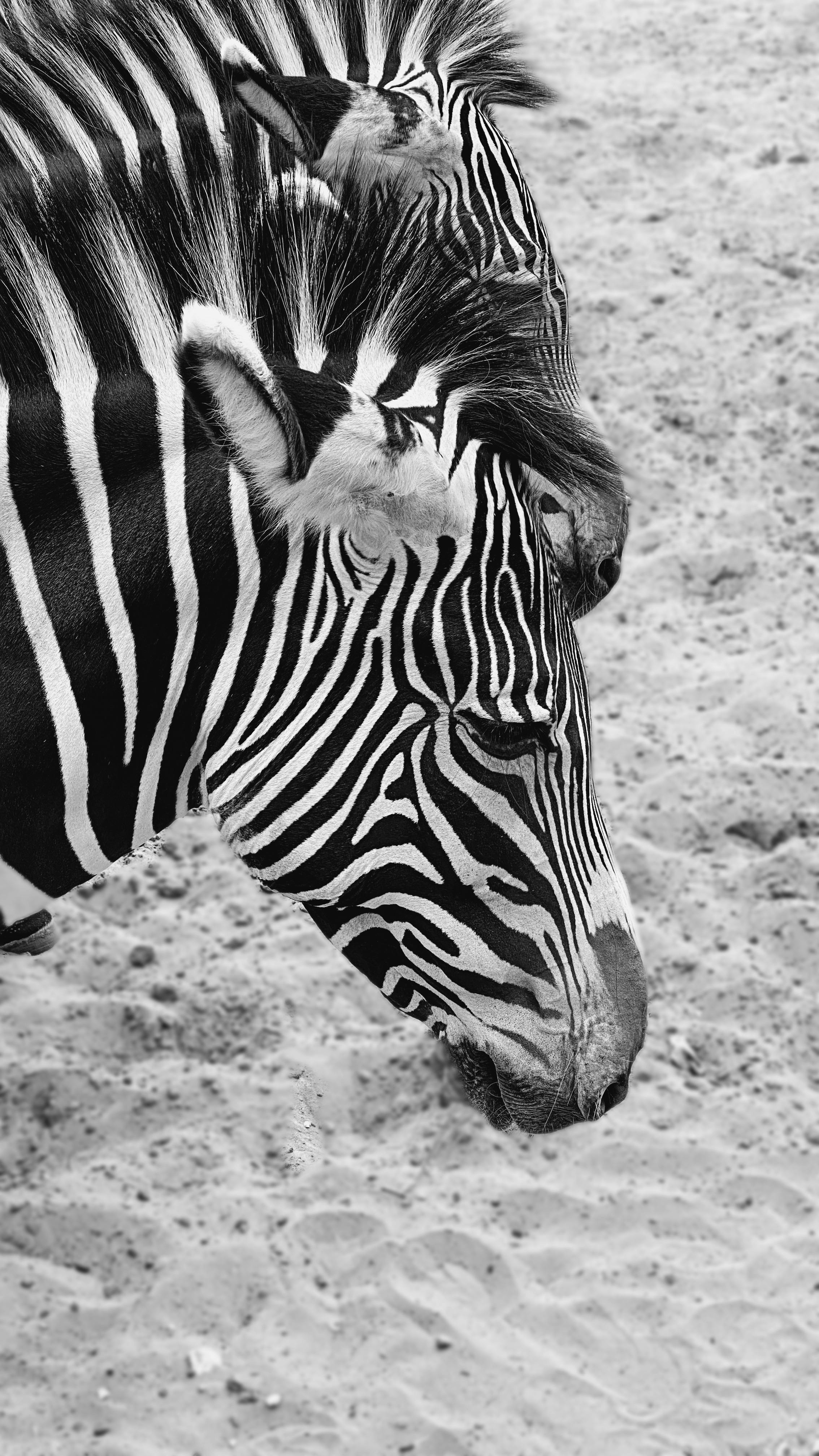 Safari At Photos, Download The BEST Free Safari At Stock Photos & HD Images