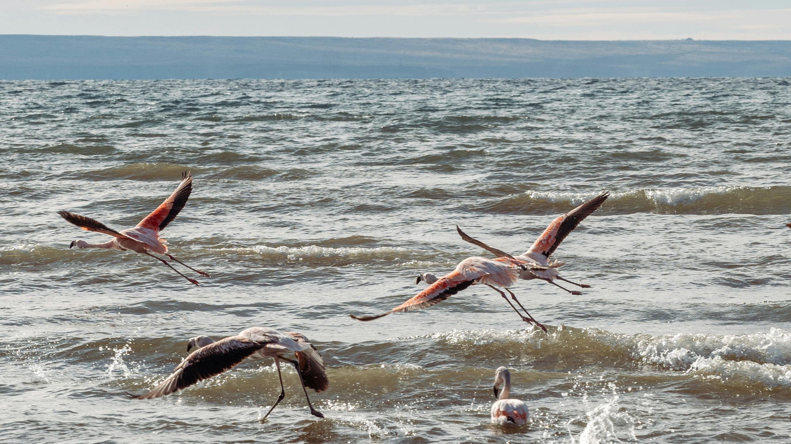 Salt Sea Argentina Photos, Download The BEST Free Salt Sea Argentina ...