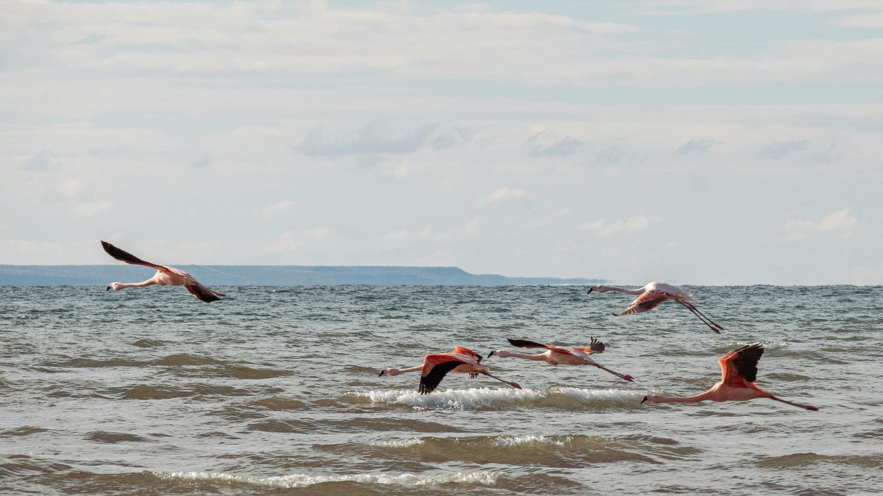 Salt Sea Argentina Photos, Download The BEST Free Salt Sea Argentina ...
