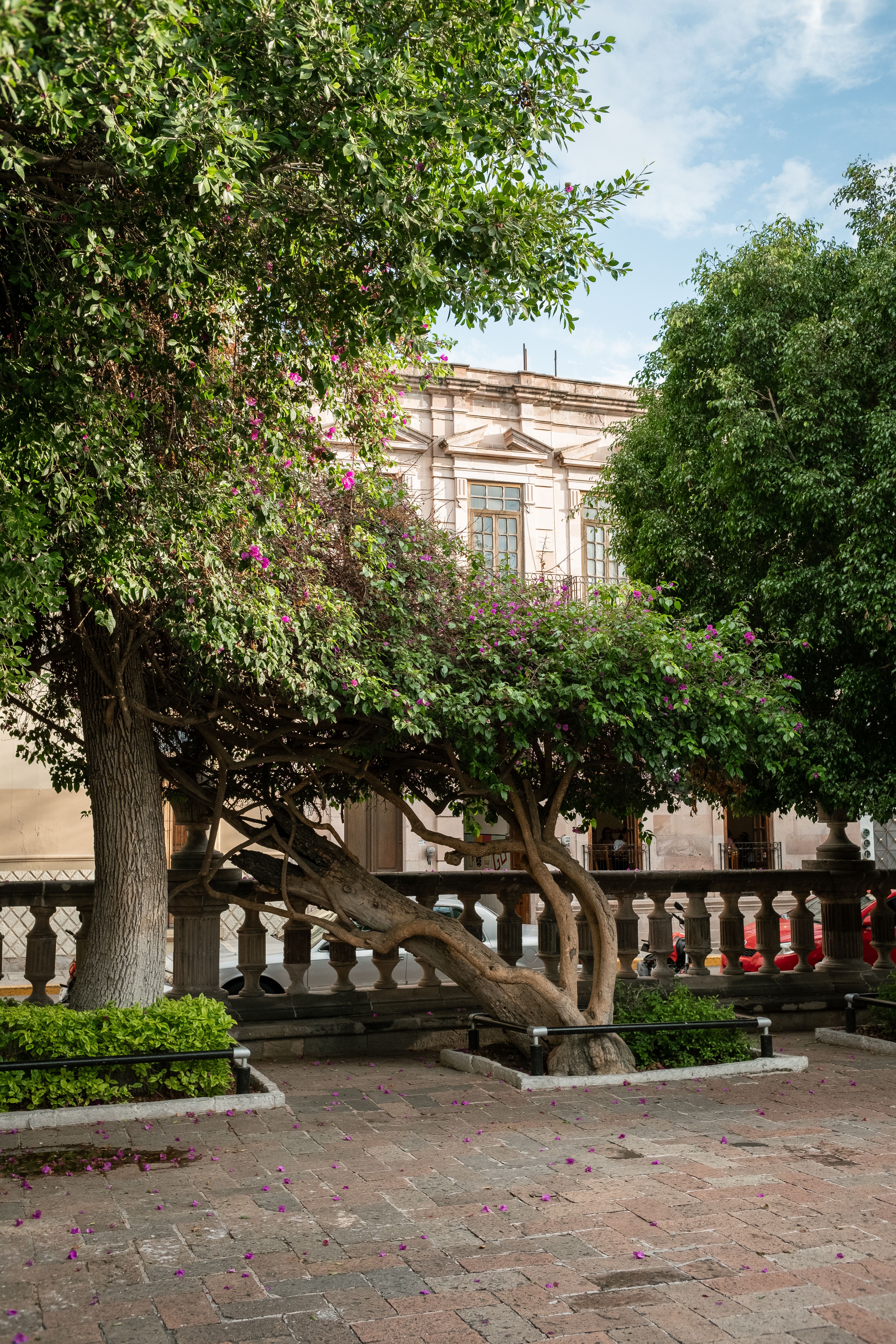 Beautiful Trees Growing in a Urban Park · Free Stock Photo