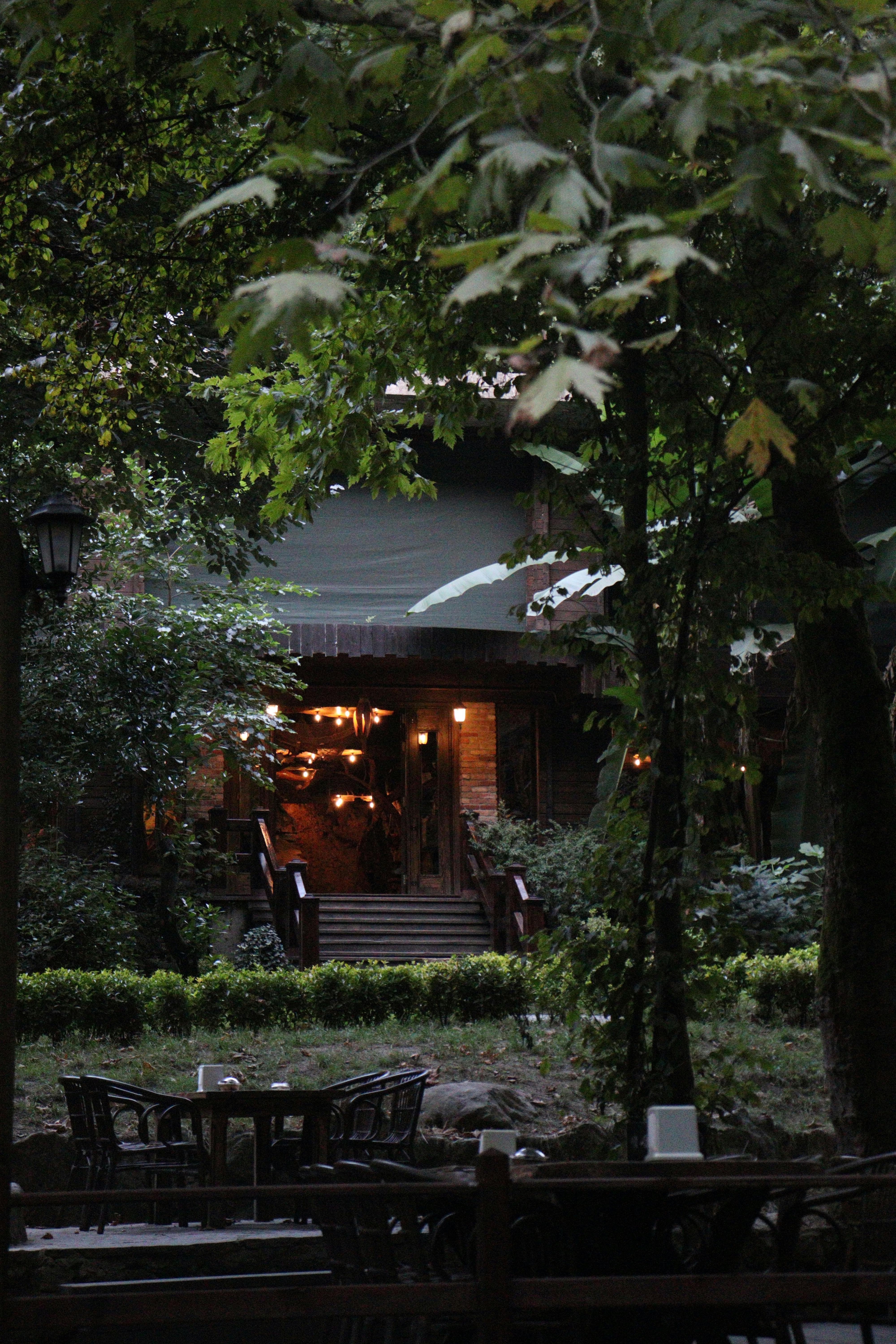 Green-leafed Tree Beside House · Free Stock Photo