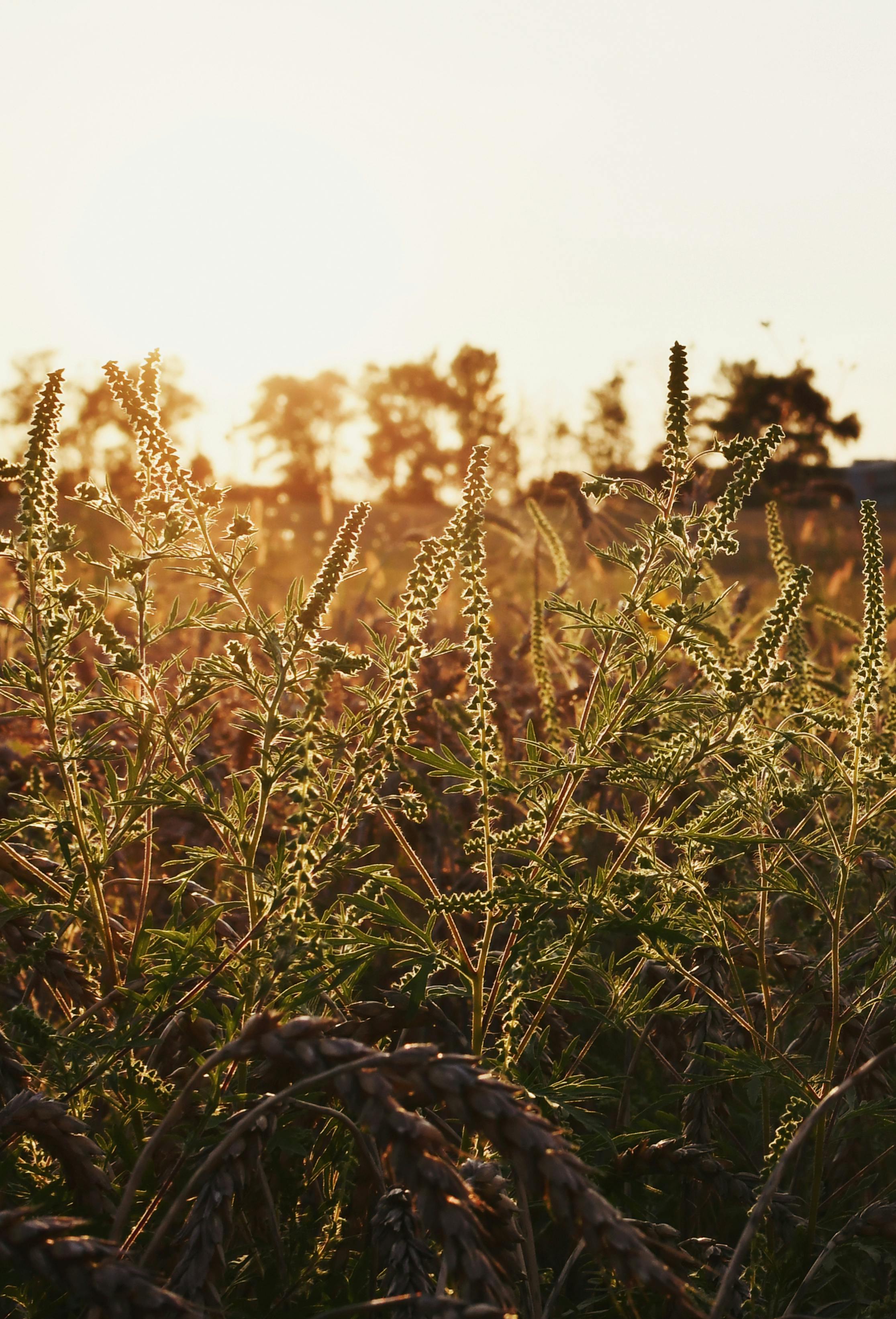 Hare Plants Photos, Download The BEST Free Hare Plants Stock Photos ...