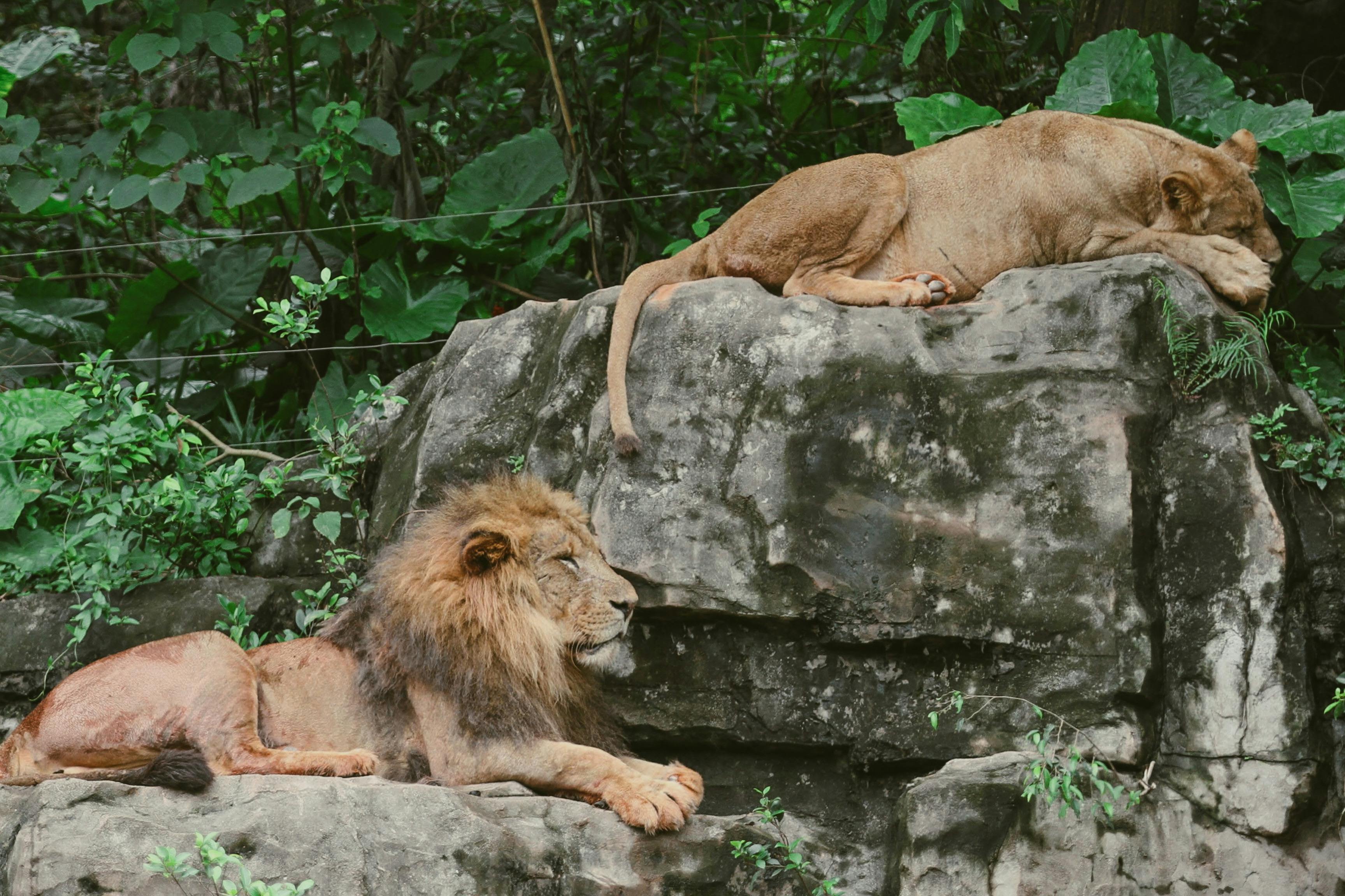 A Lion and Lioness Lying on the Rocks at the Zoo · Free Stock Photo