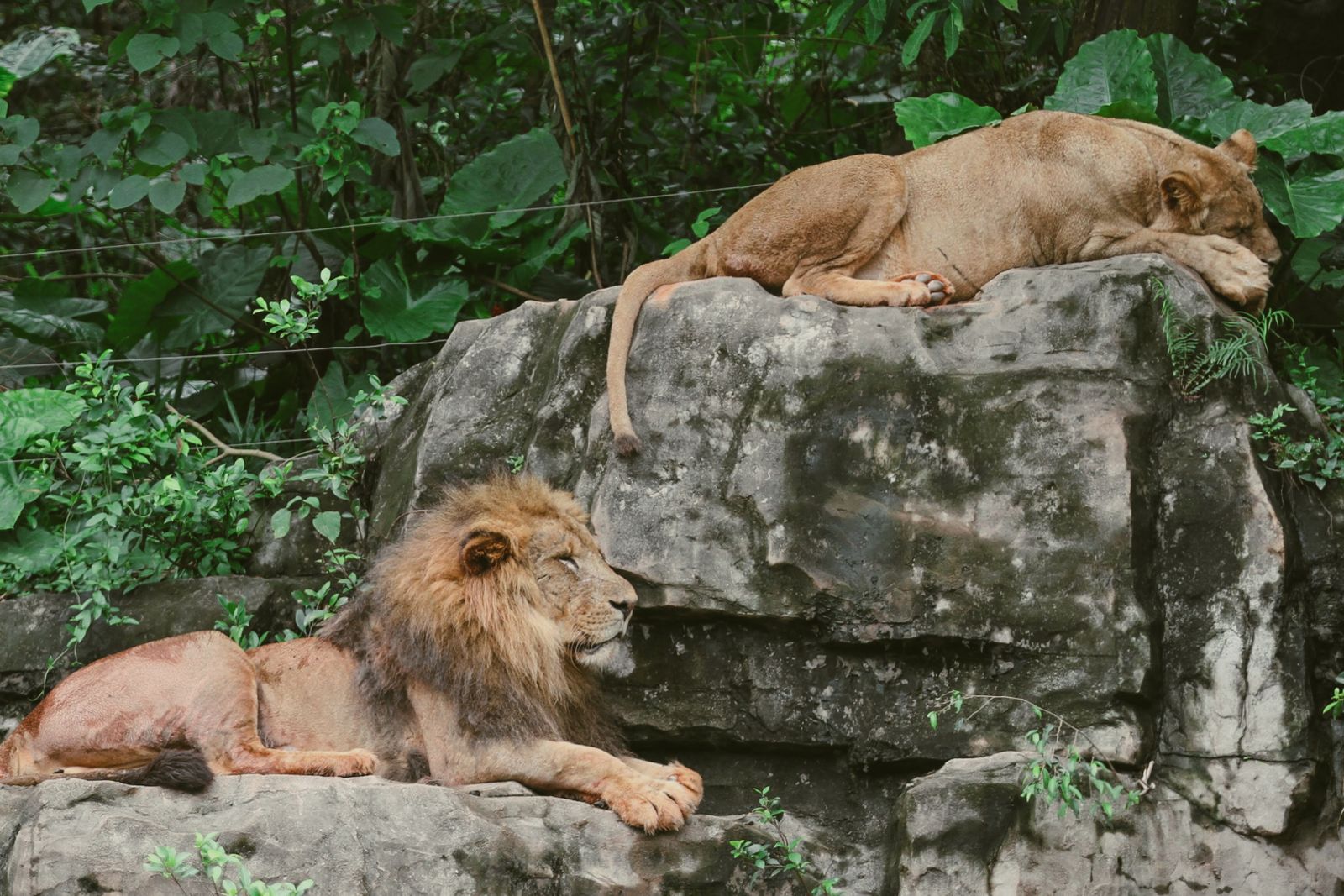 Lion On Rocks Photos, Download The BEST Free Lion On Rocks Stock Photos ...