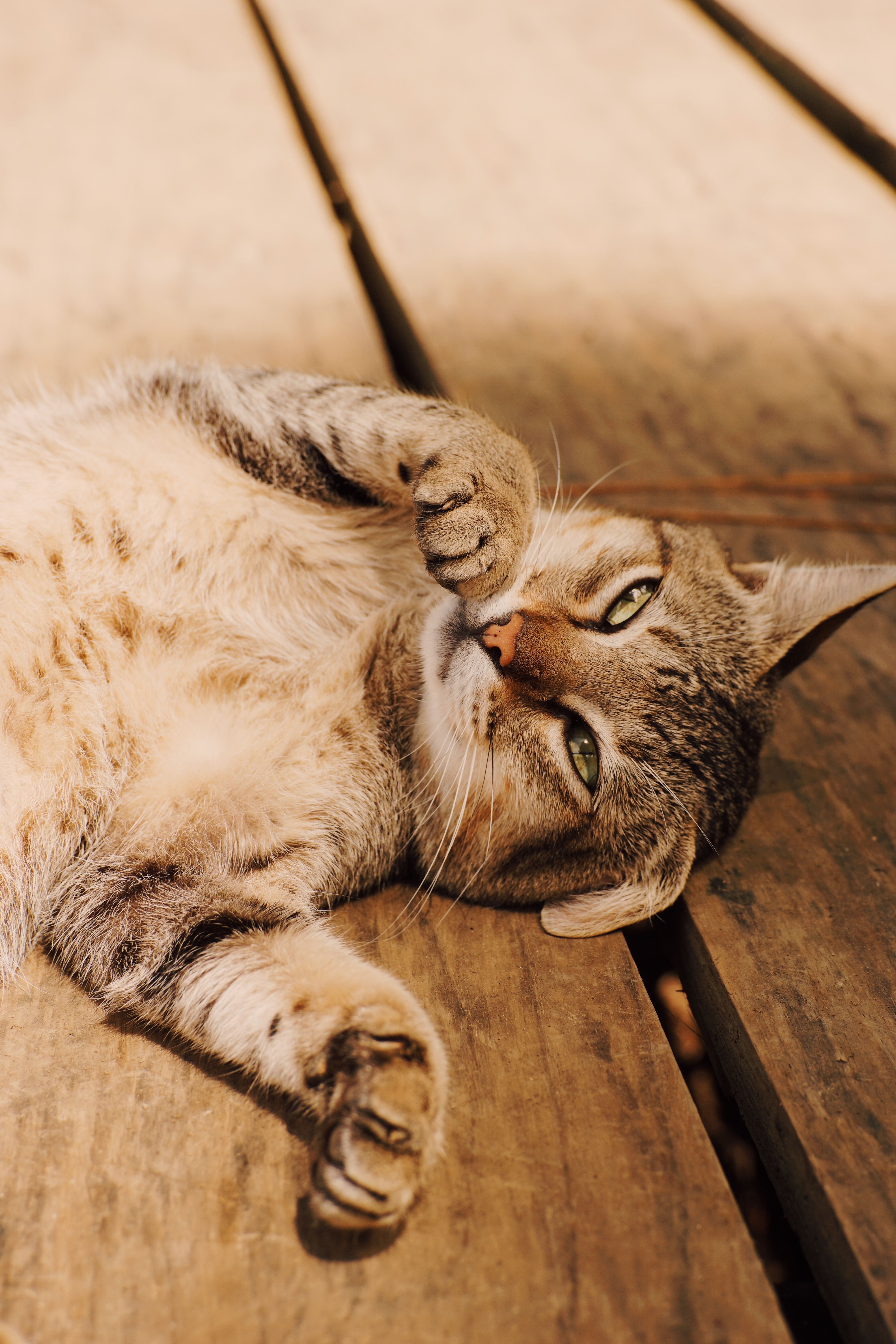 Cute Cat Cao Photos, Download The BEST Free Cute Cat Cao Stock Photos ...
