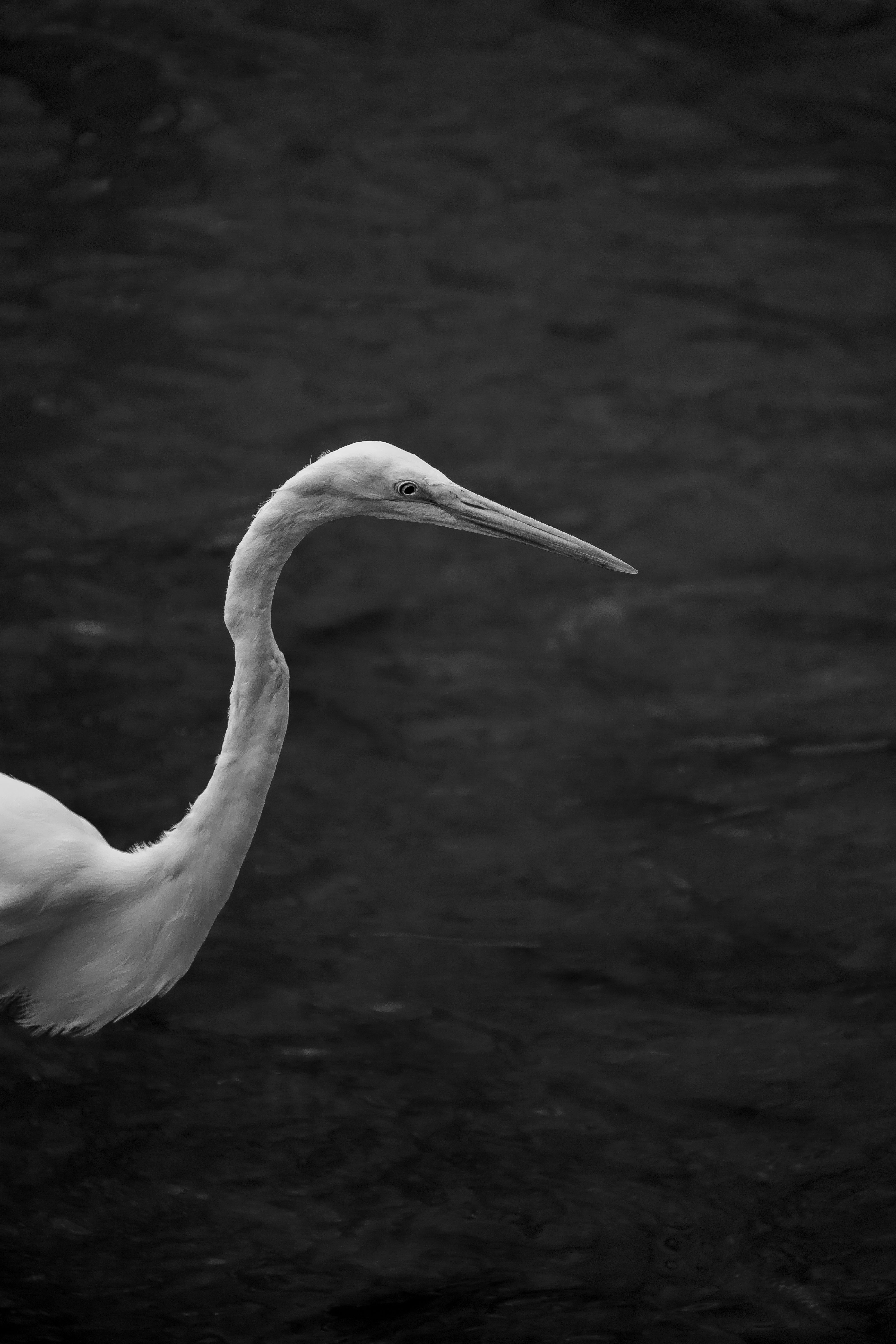 Side View of a Great Egret in Front of a Lake in Black and White · Free ...