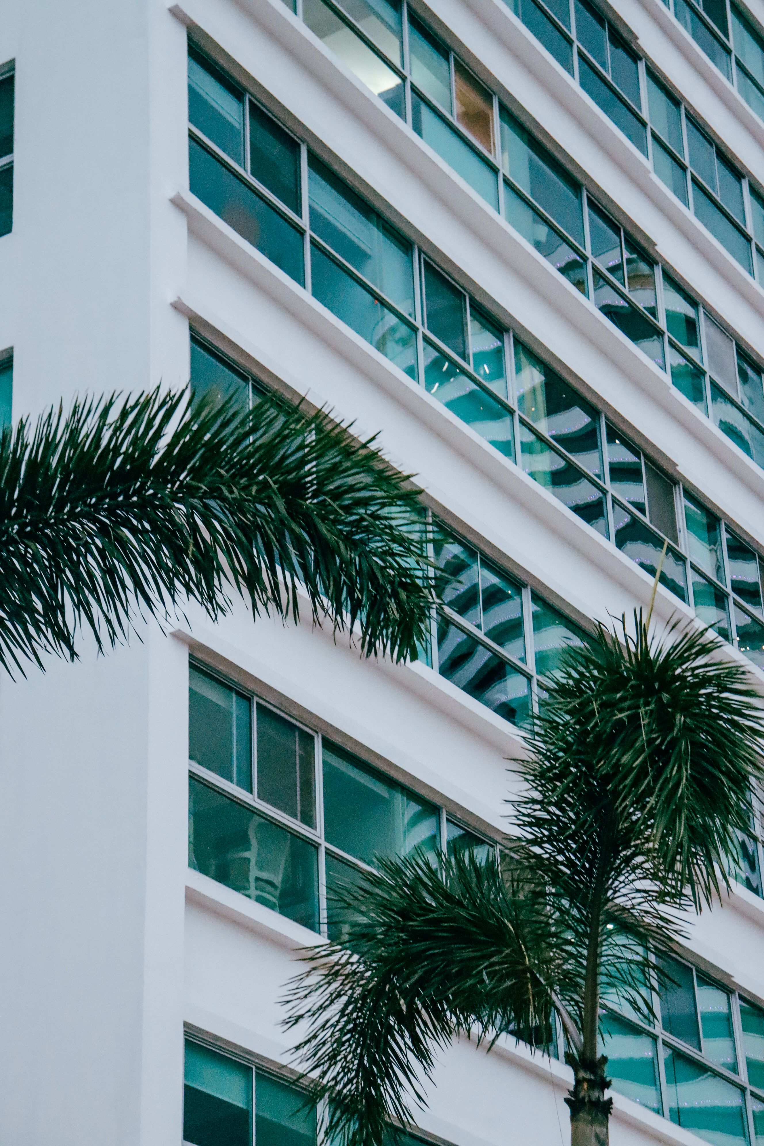 Palm Trees and Building behind · Free Stock Photo