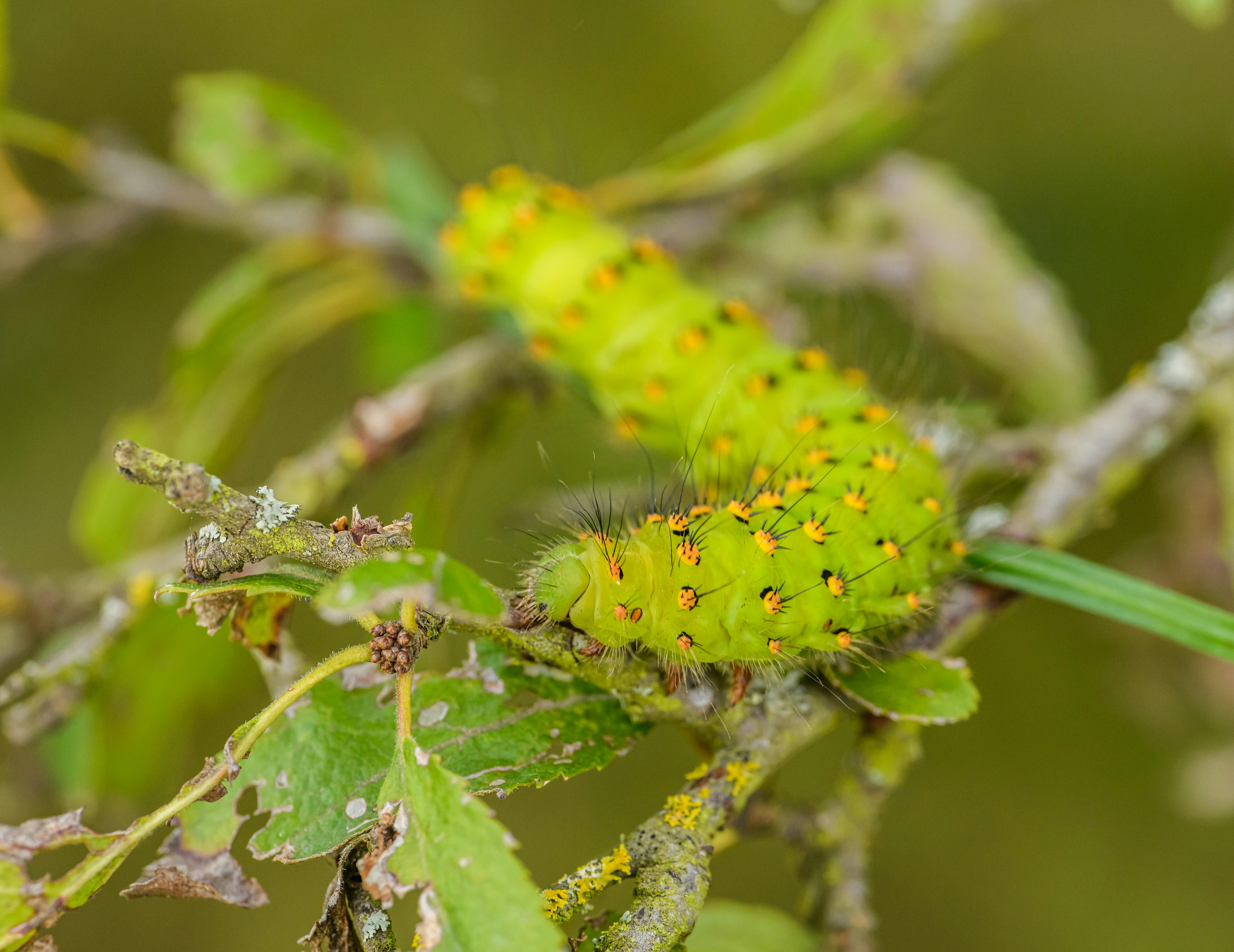Close up of Caterpillar · Free Stock Photo