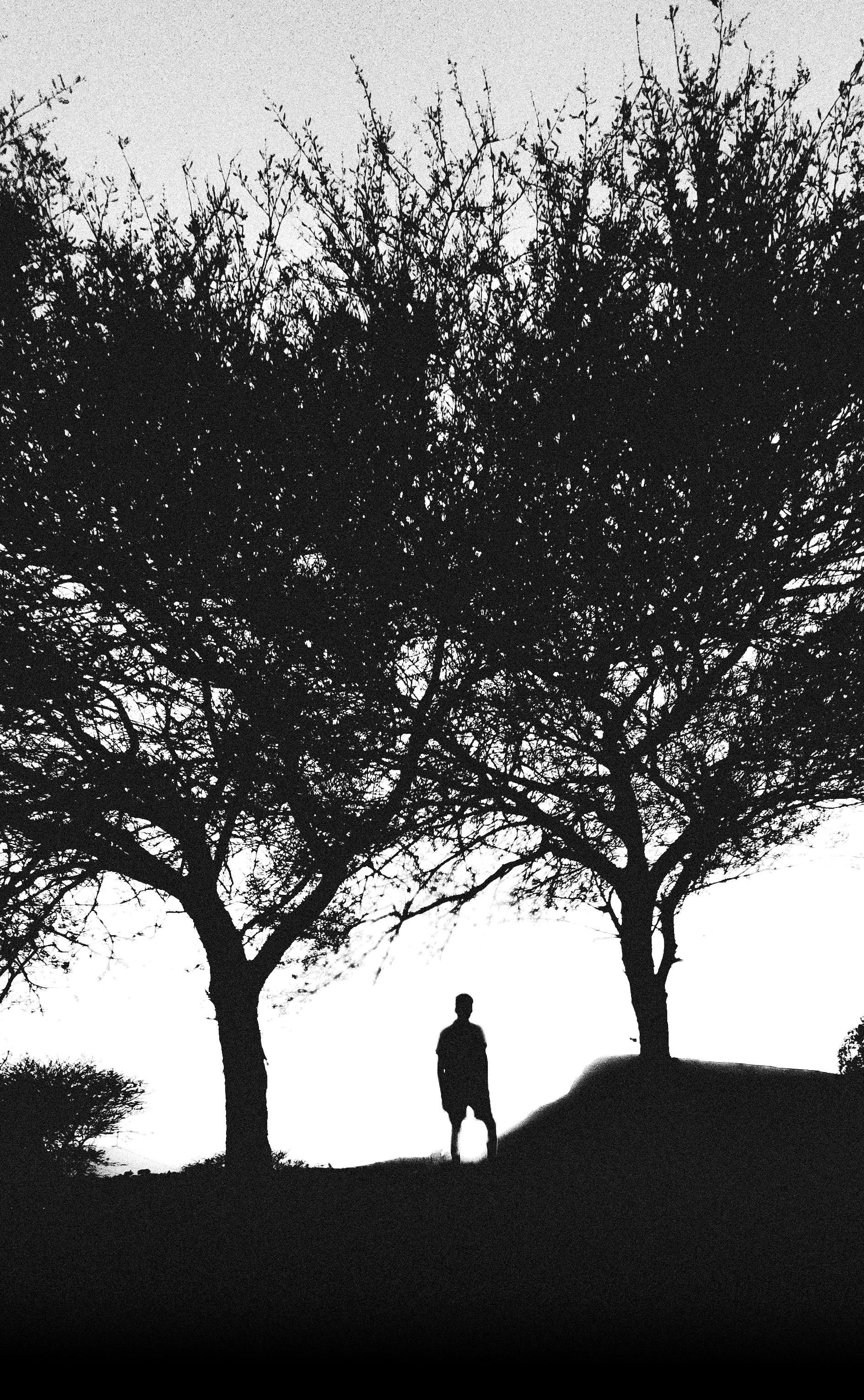 Silhouette of Man Standing between Trees · Free Stock Photo