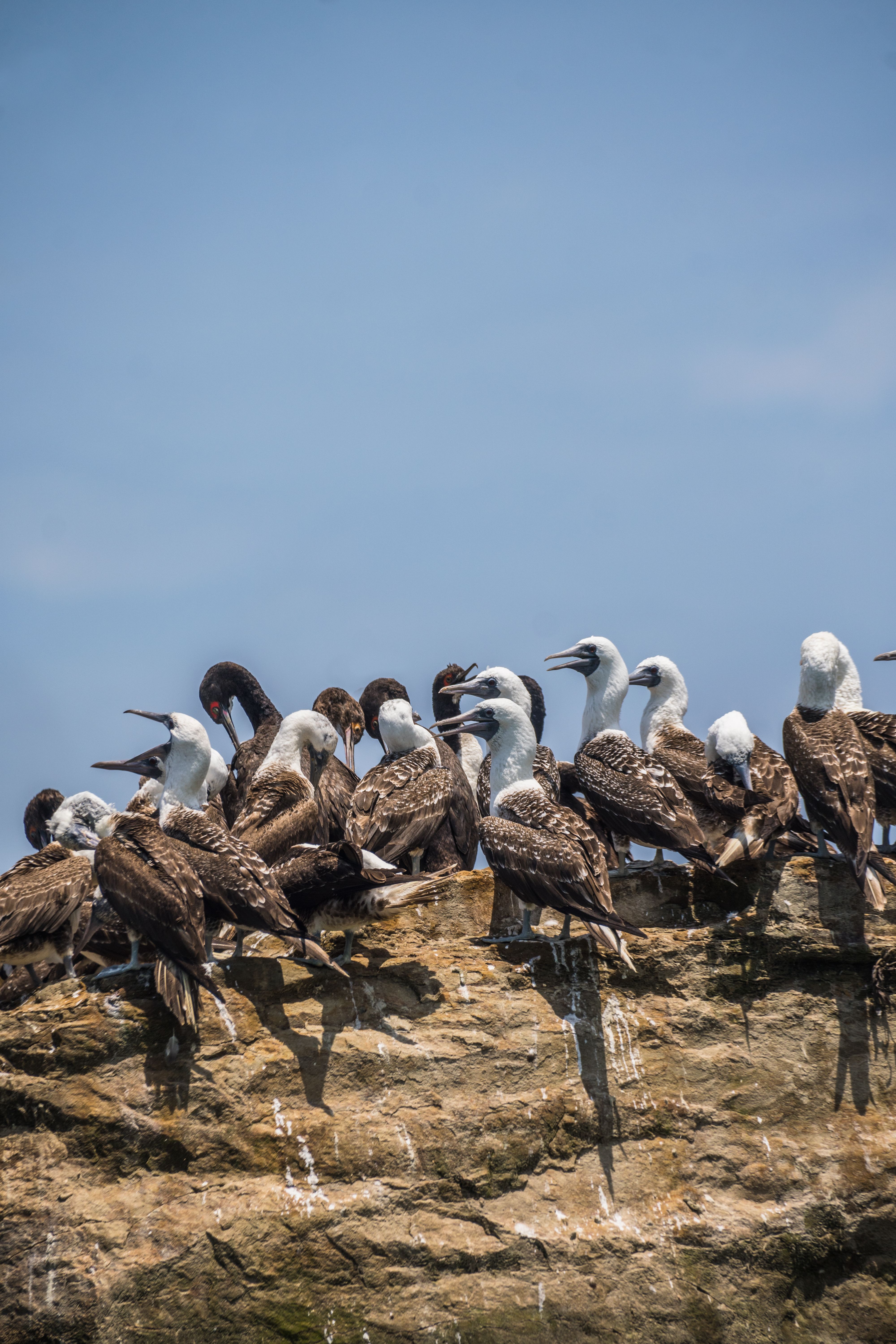 Flock of Peruvian Booby Birds · Free Stock Photo